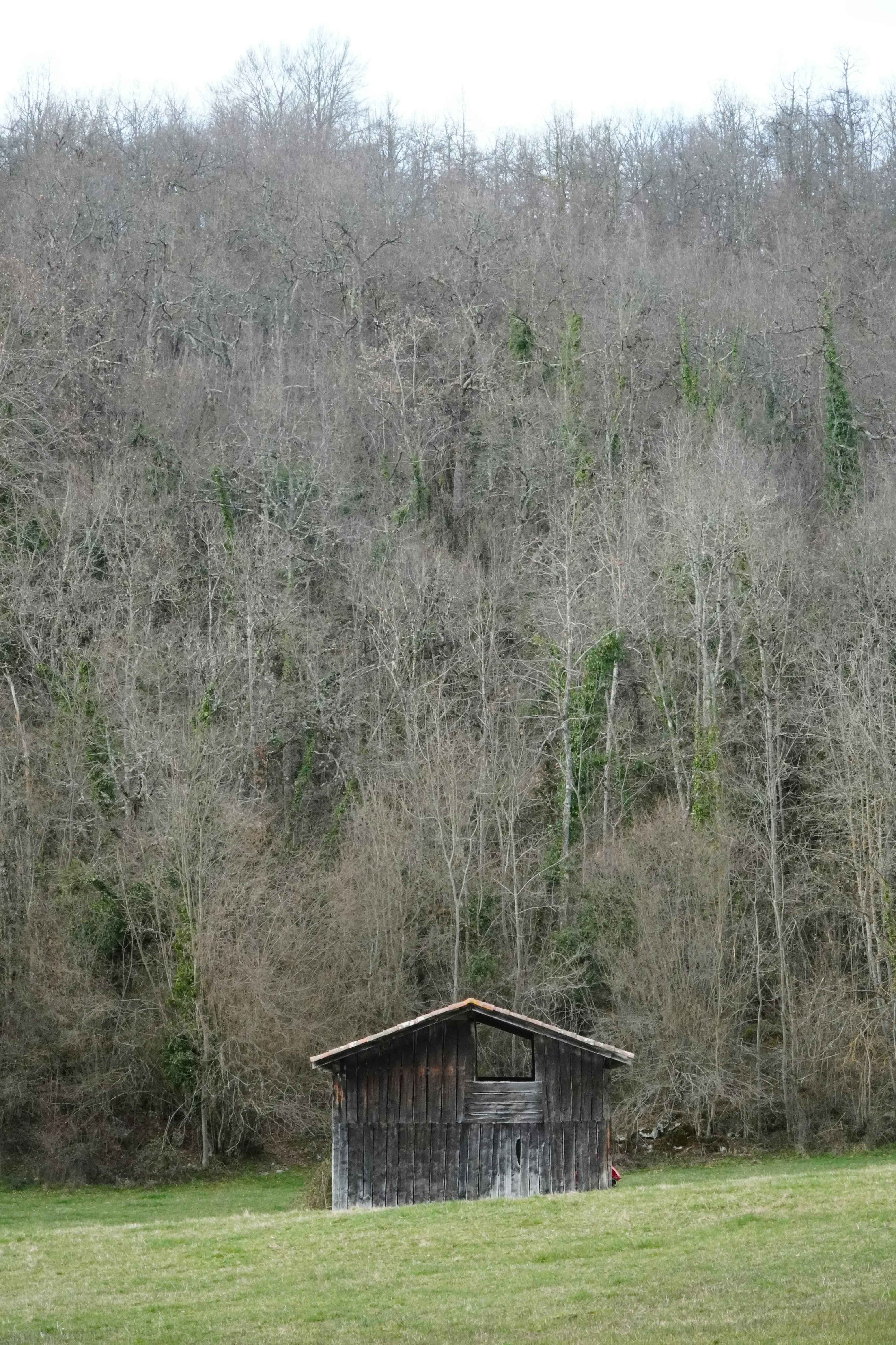 Whispers of Nature: A Solitary Cabin Amidst the Trees