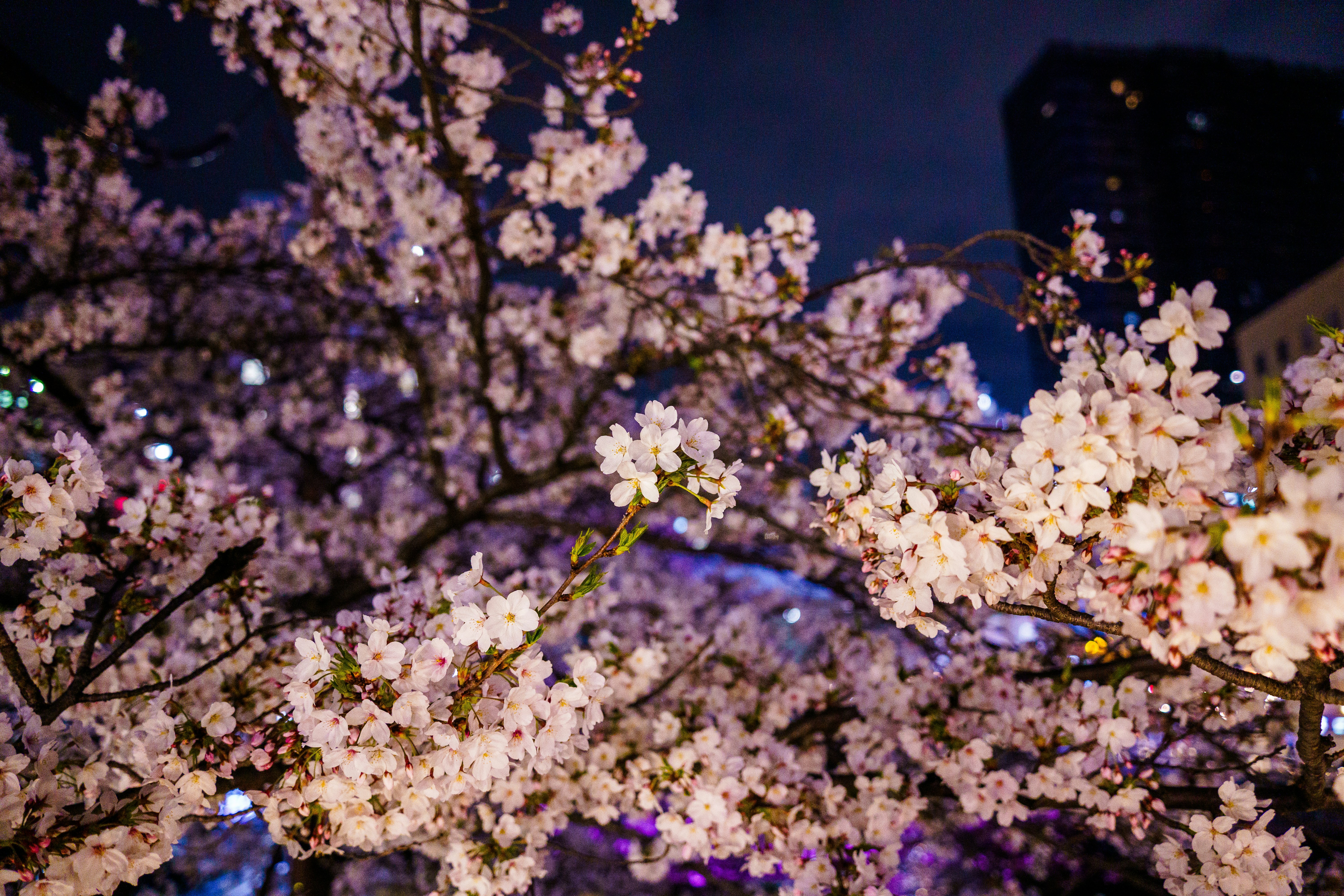 Nocturnal Sakura Canopy: Neon-Soft Blossoms Framing the City