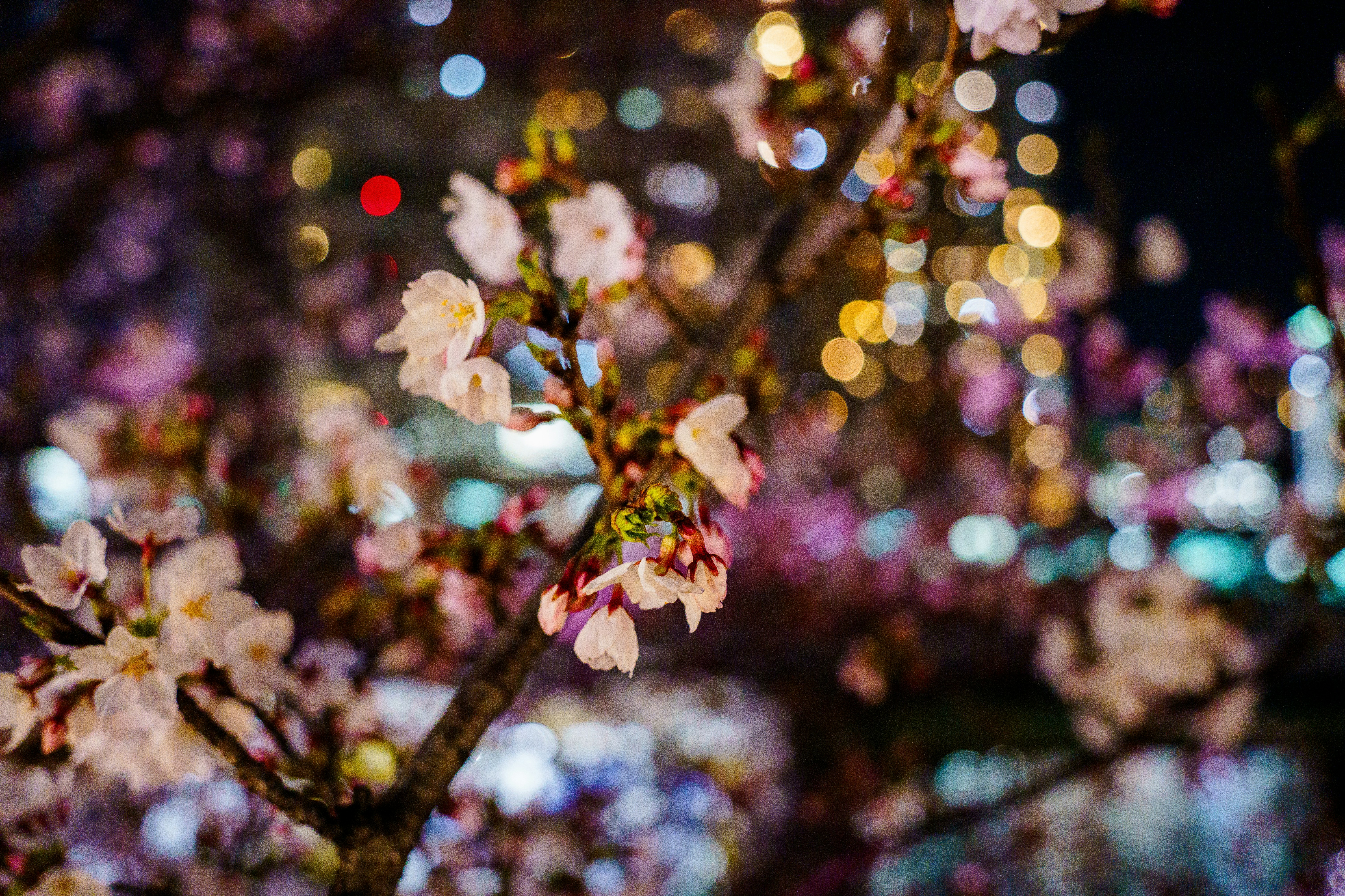Midnight Bloom: Neon City Blossoms in Soft Bokeh