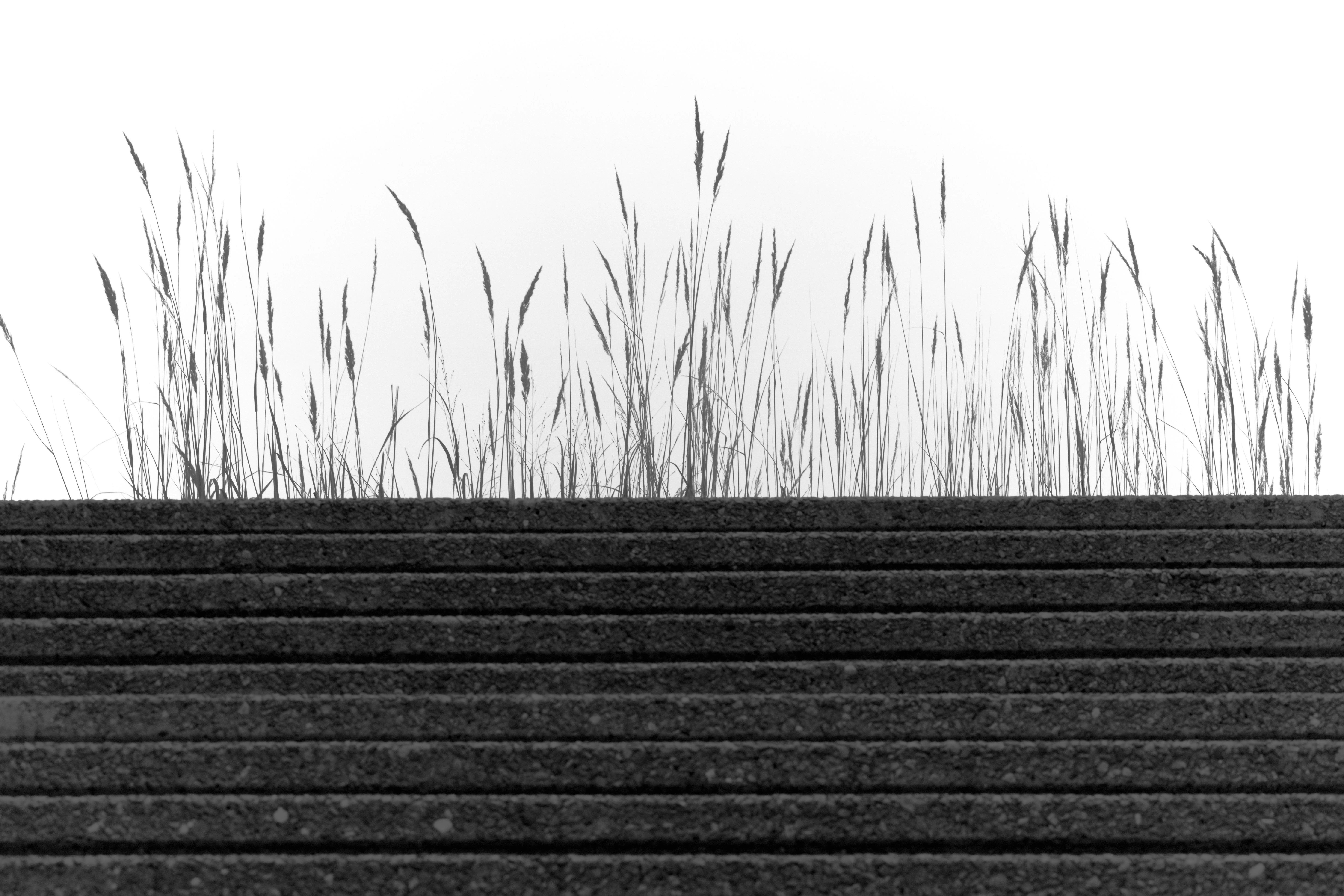 Monochrome Verge: Grass Framing the Concrete Steps