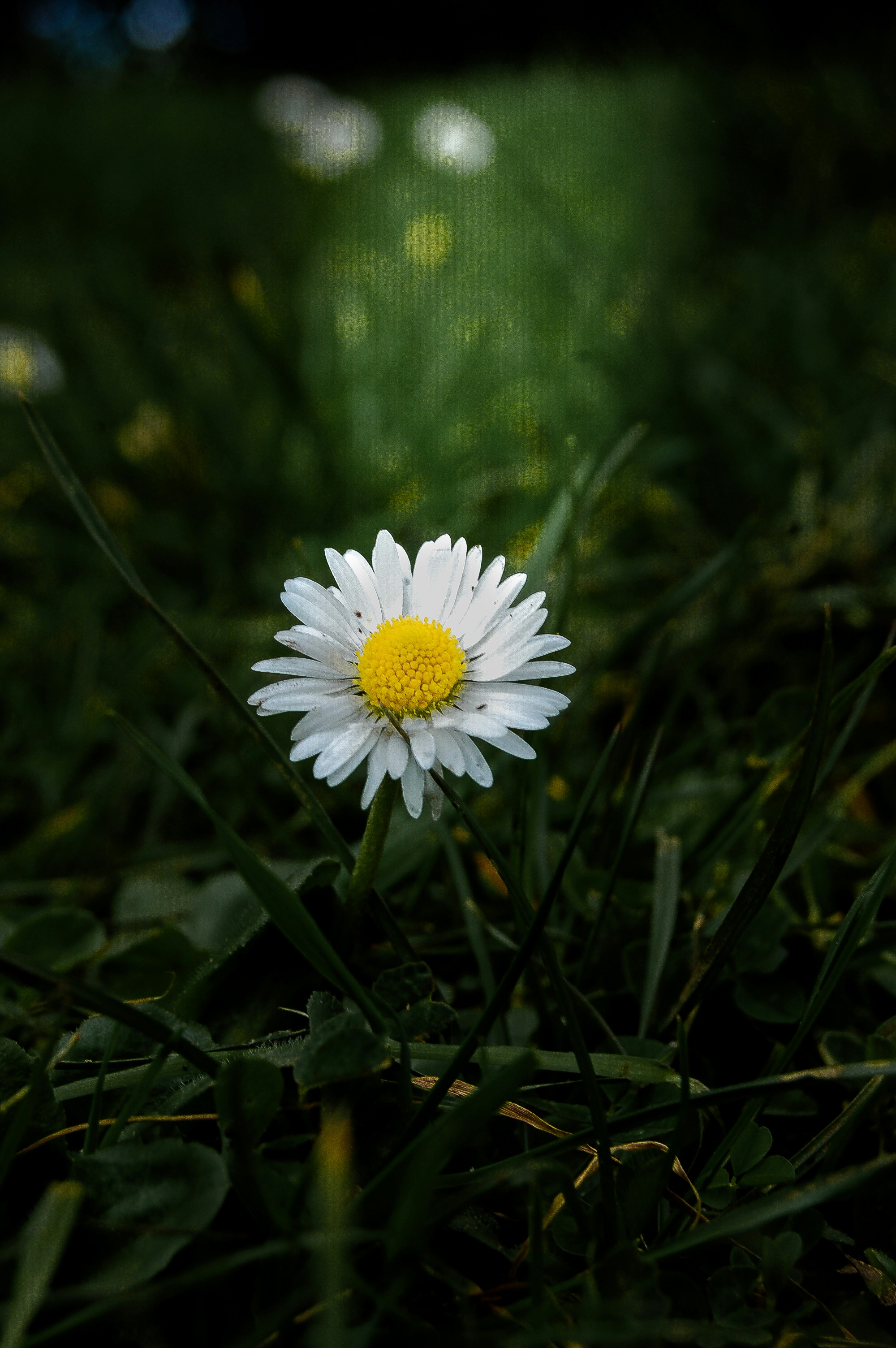A single white daisy sitting in the grass photo – Free Daisy Image on ...
