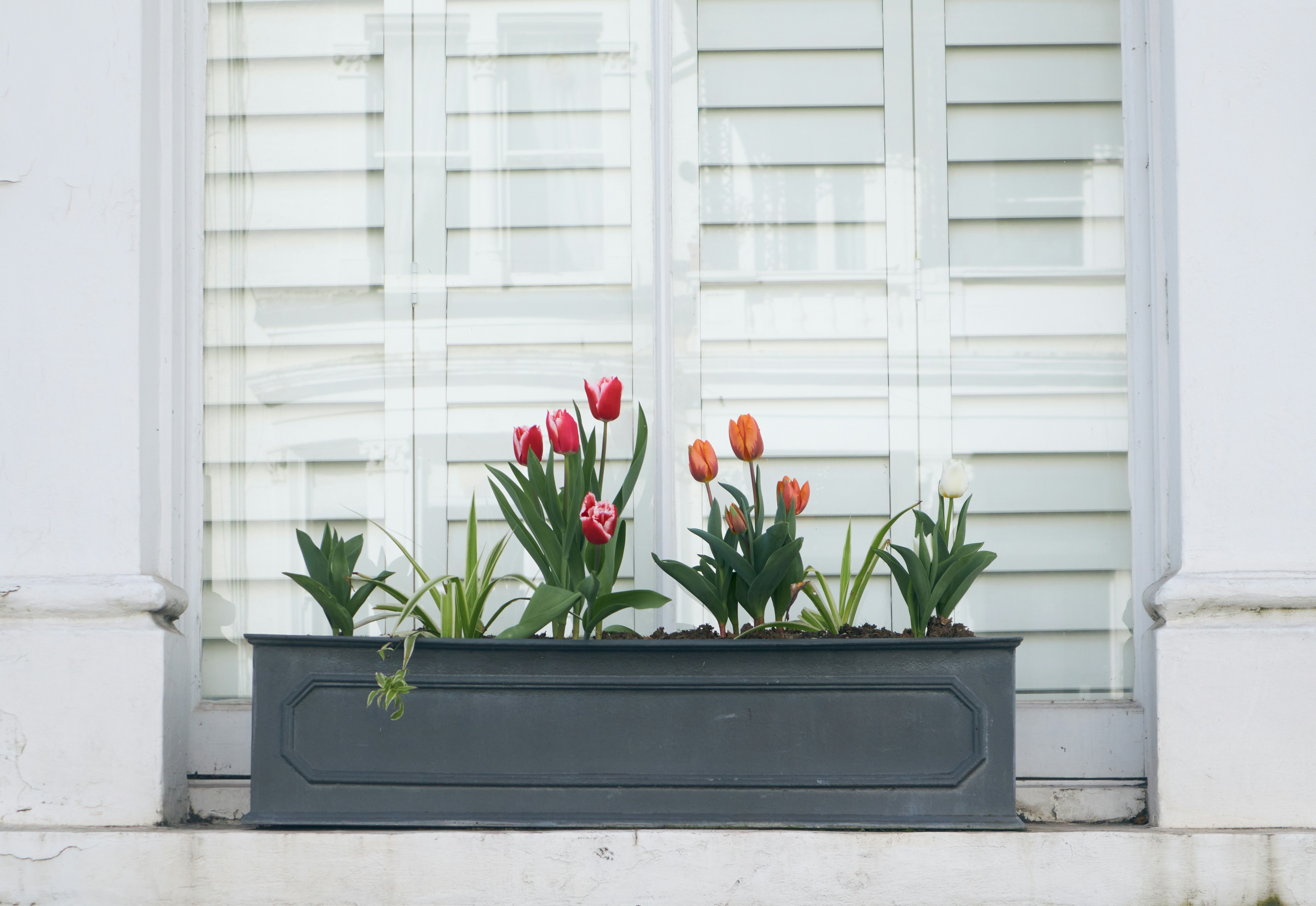 Tulips in a Window Box: Quiet Burst of Color Against White Shutters