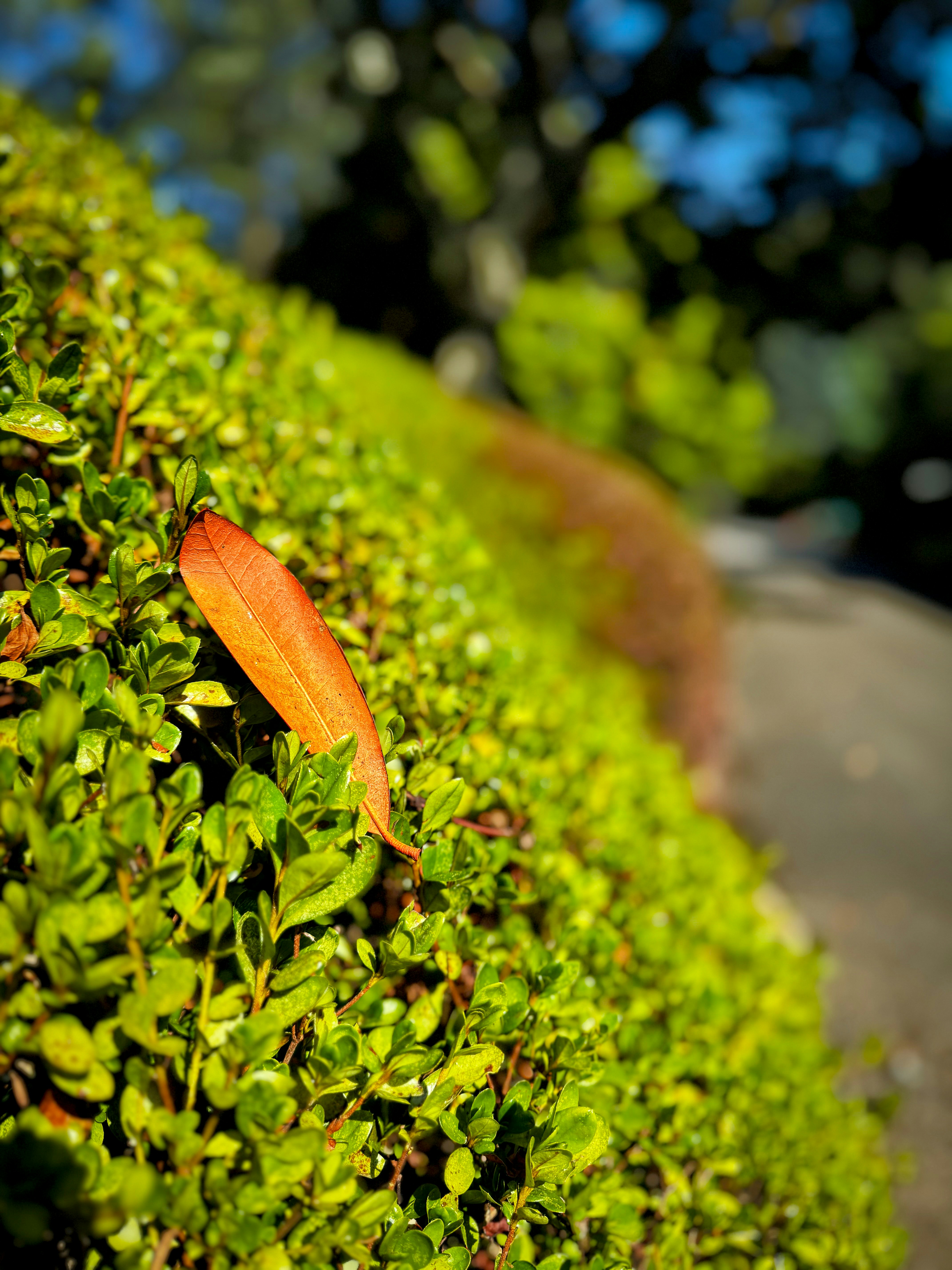 Orange leaf resting on a sunny hedge