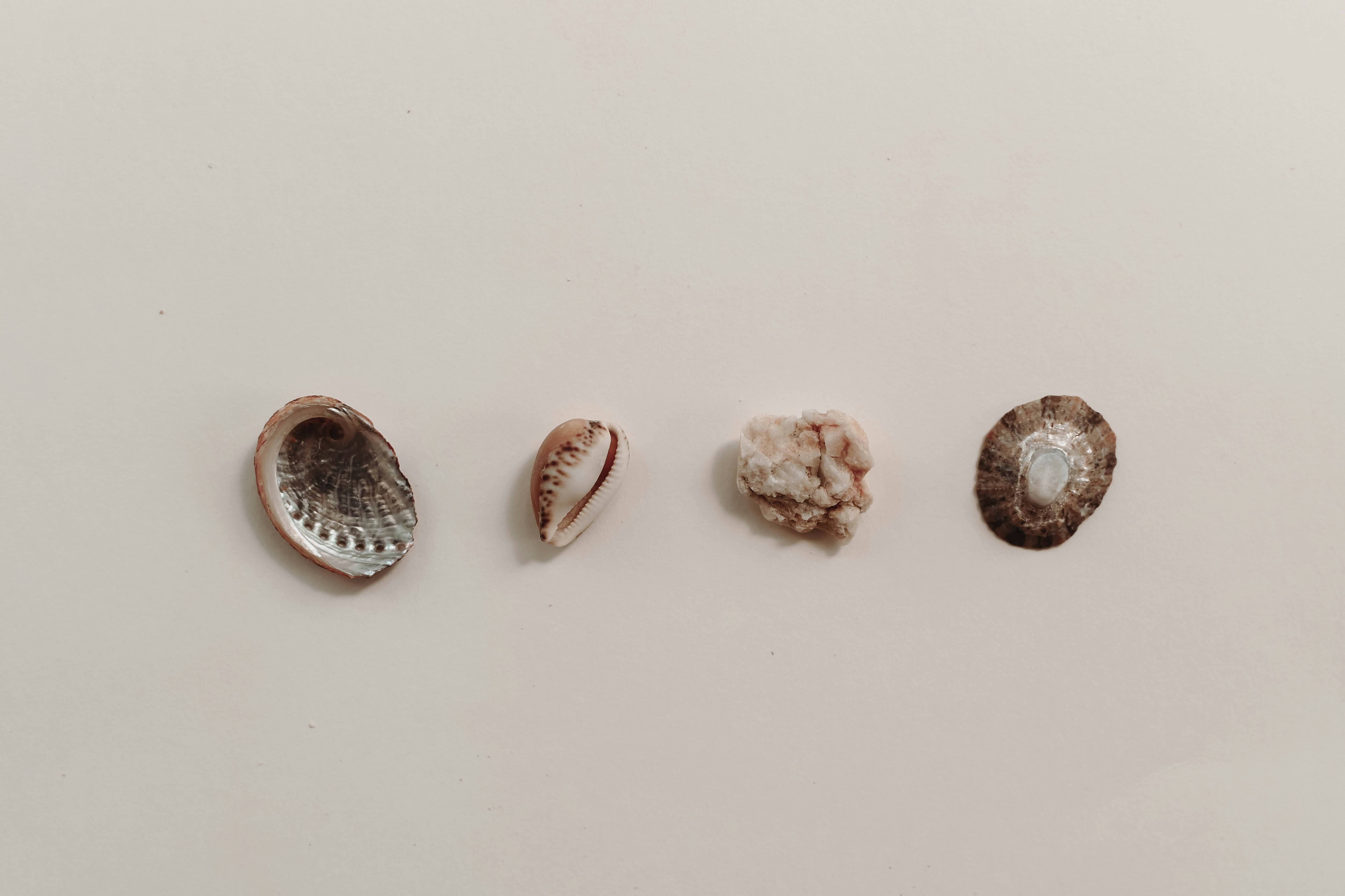 A group of seashells sitting on top of a white surface photo – Free ...