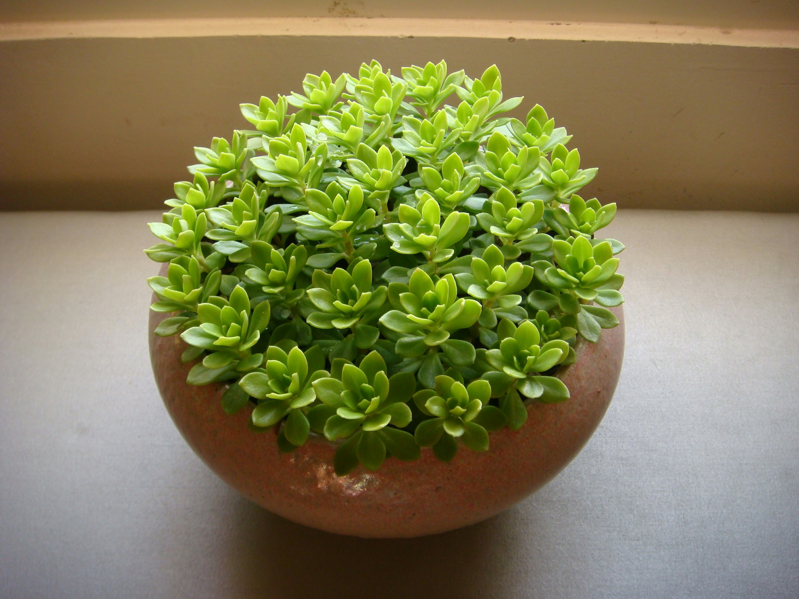 Photo by Arthur Tseng with Sony T200