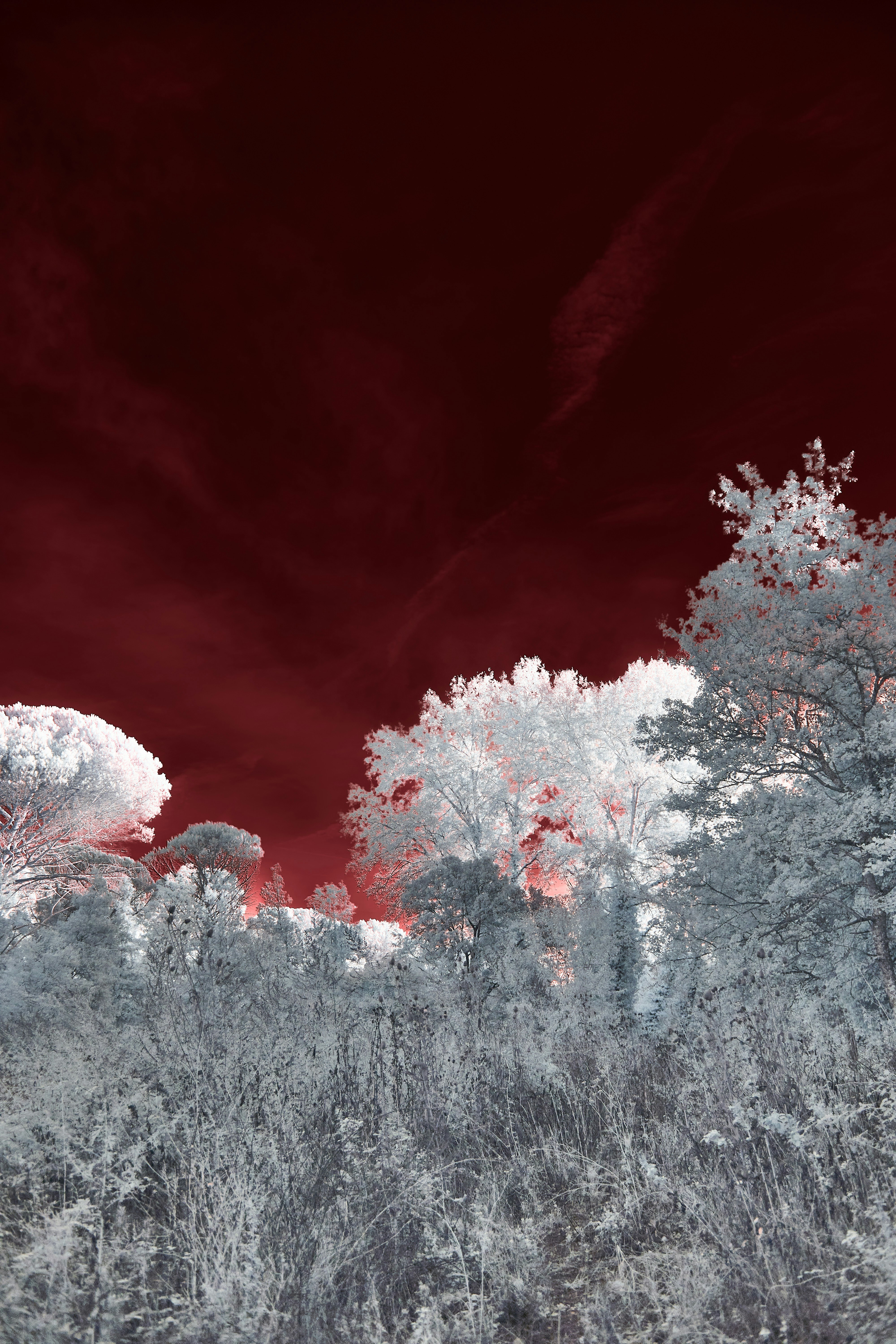 A red sky and some trees in a field photo – Free Weather Image on Unsplash