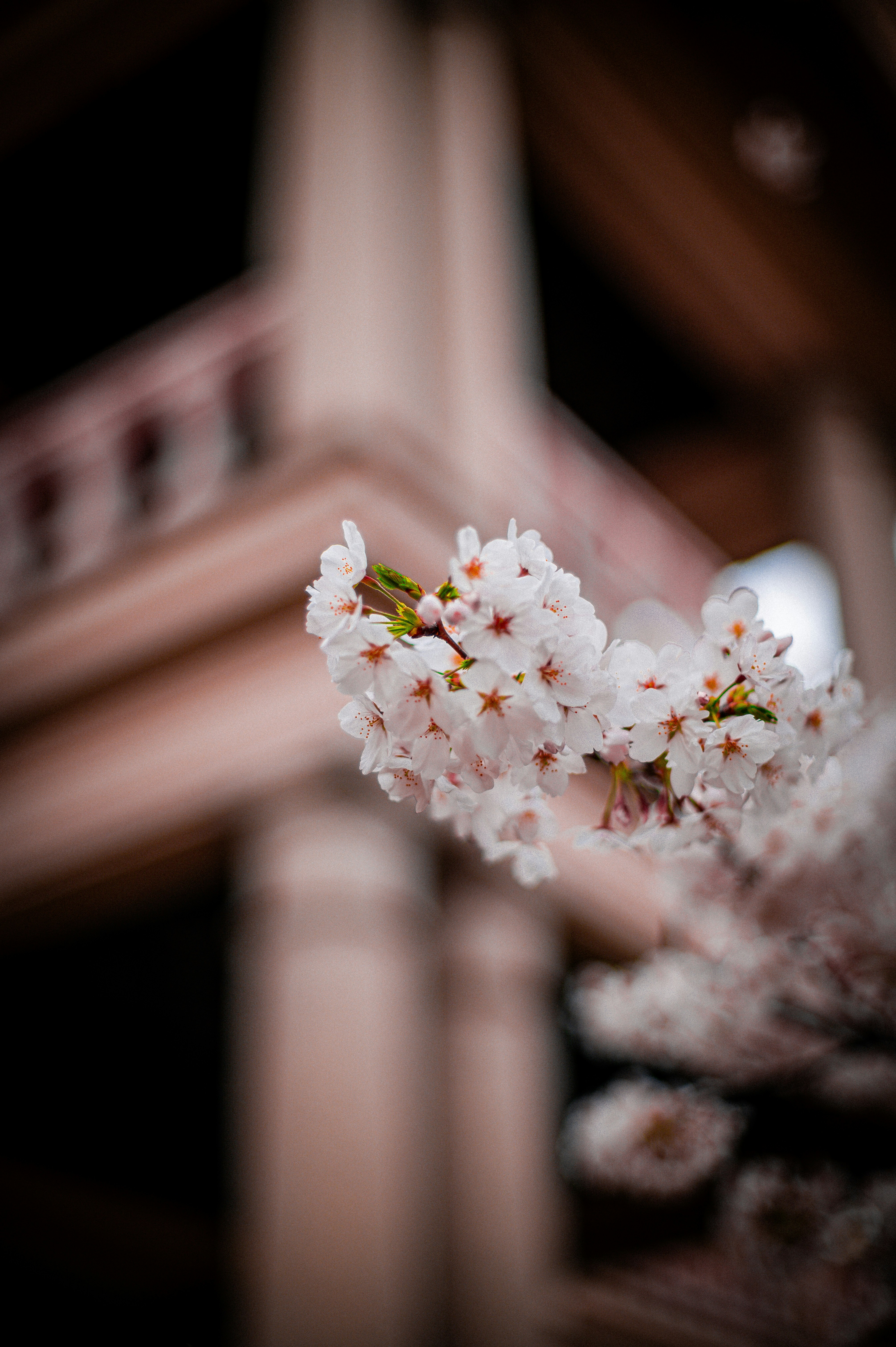 Sakura in Focus: A Delicate Bloom Framed by Temple Architecture