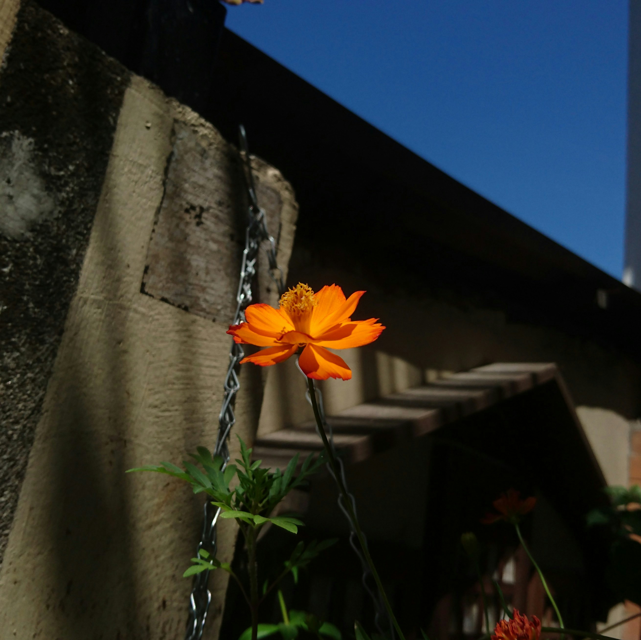 Flame-orange bloom on a wire, framed by sunlit concrete and blue sky
