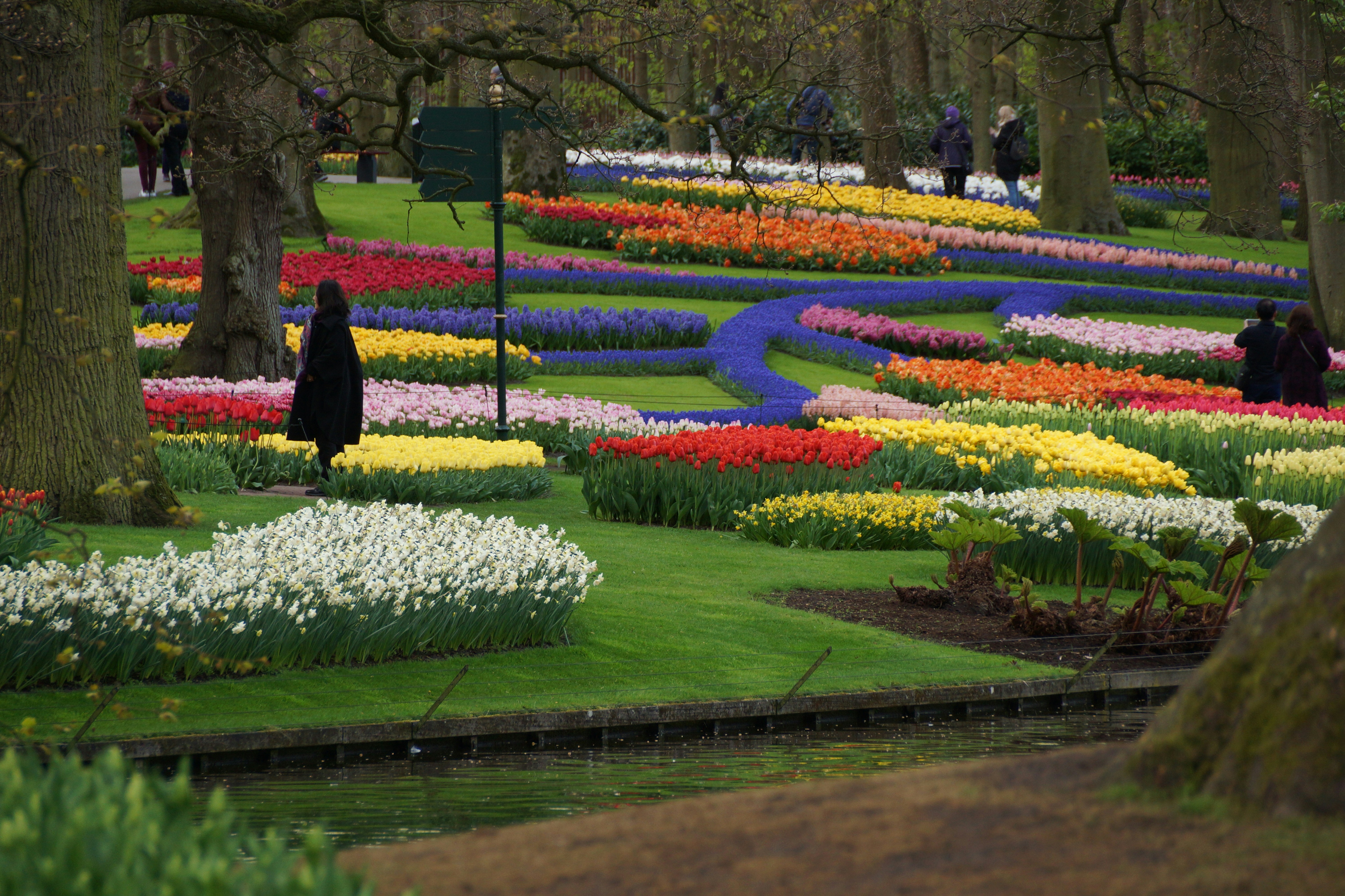 Tulips in Amsterdam