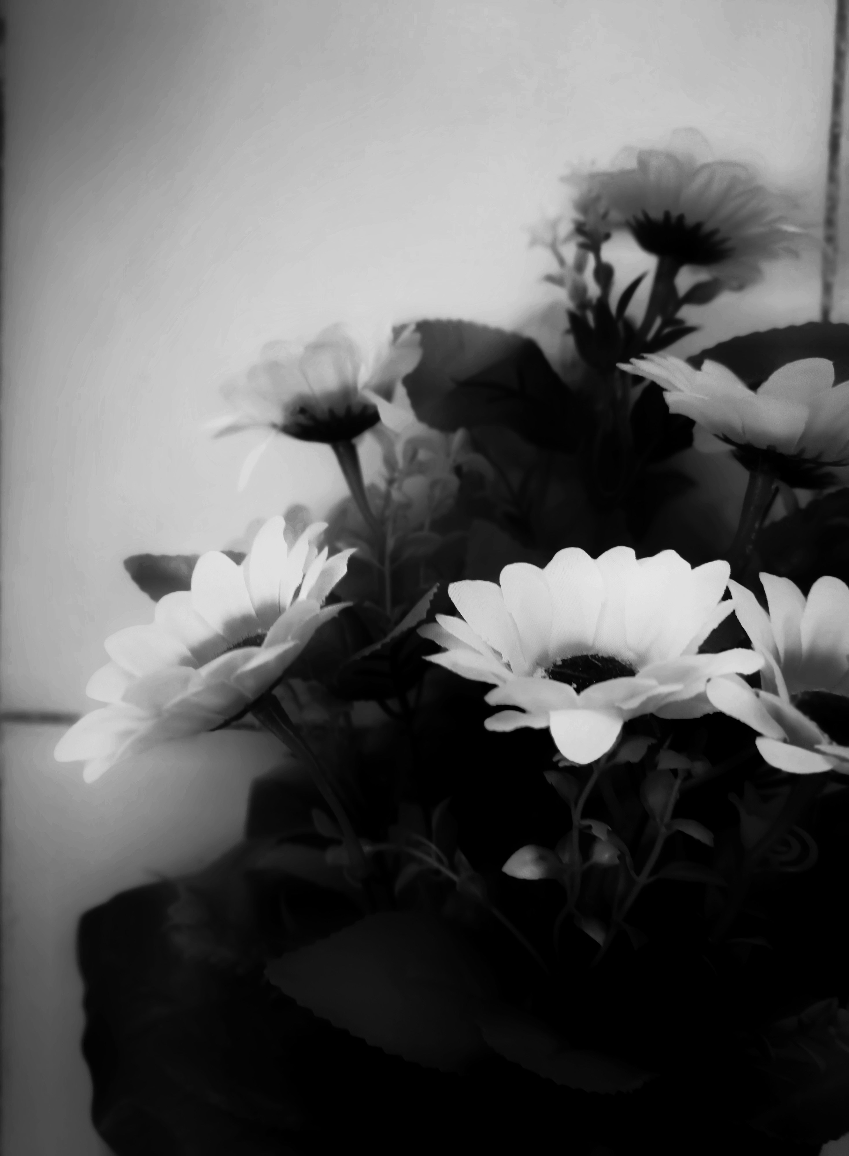 Black-and-white photograph of a cluster of daisies with soft lighting and a prominent foreground bloom.