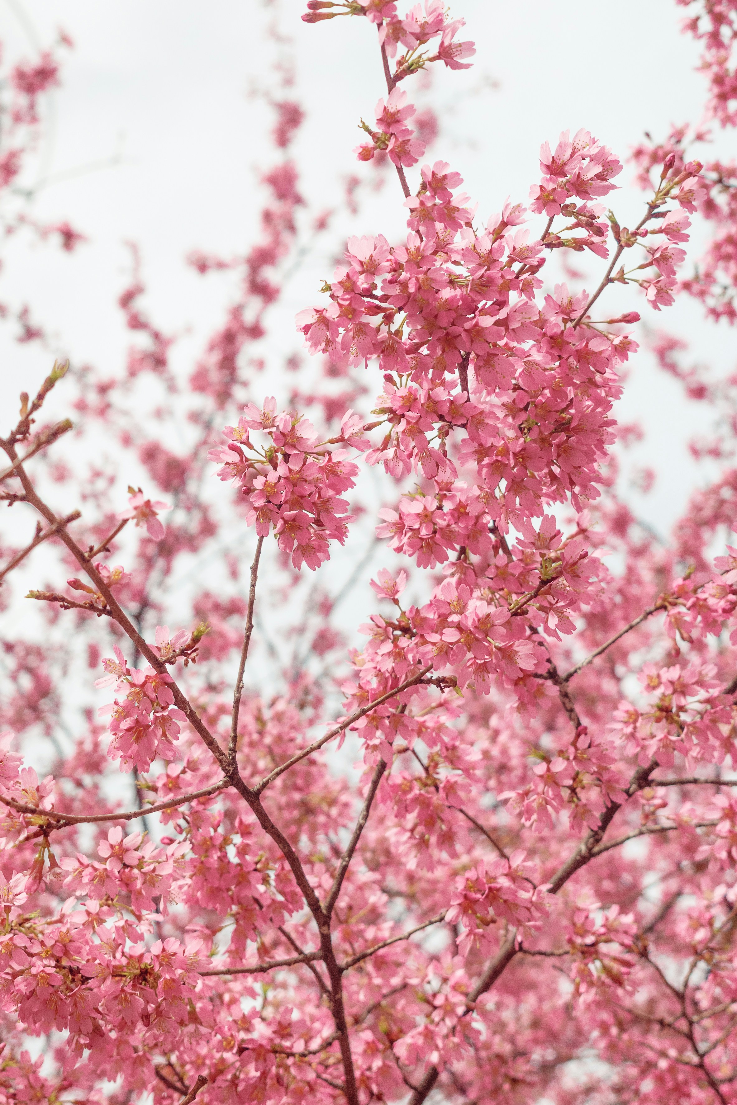 Un arbre rose avec beaucoup de fleurs roses photo – Photo La nature ...