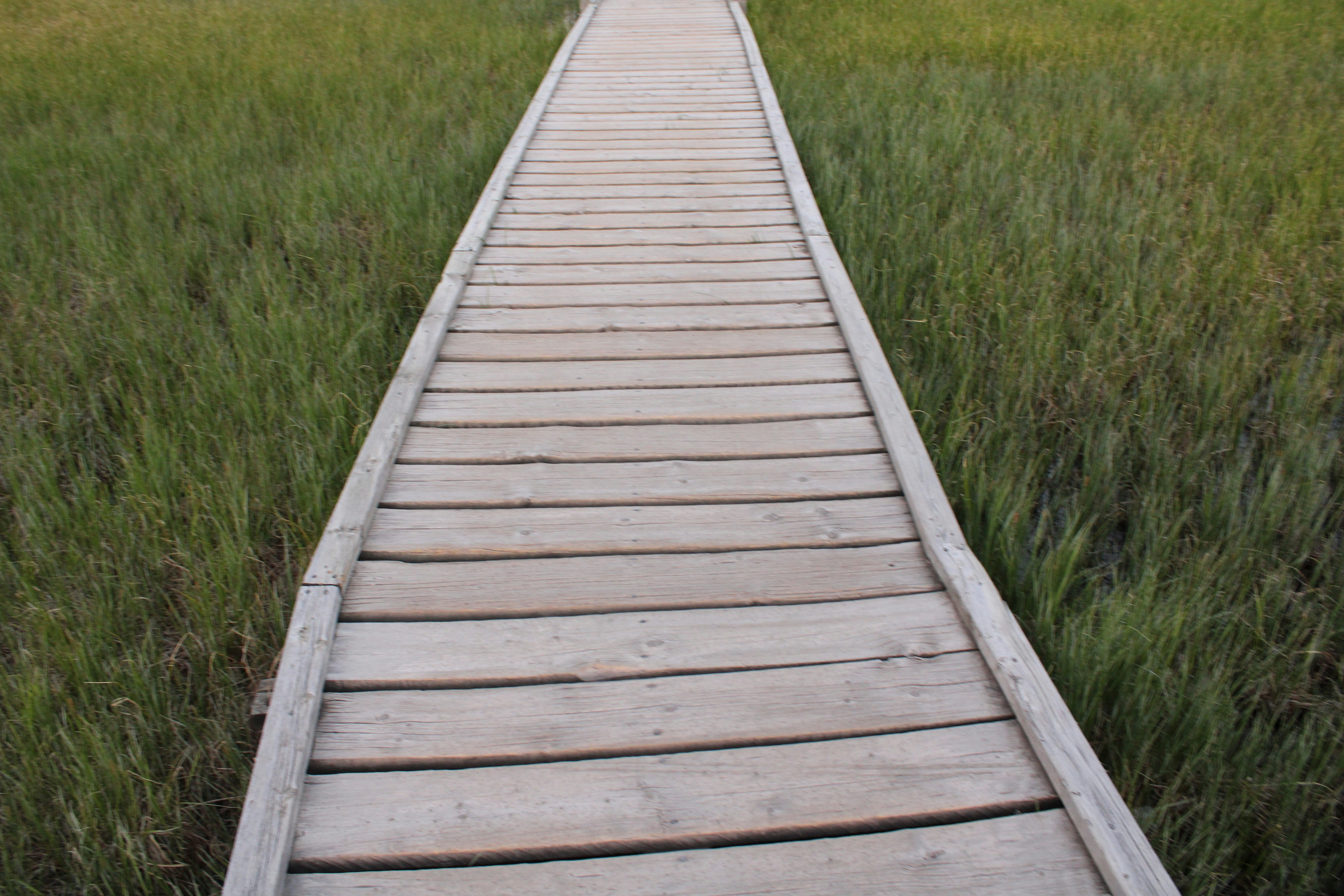 Boardwalk to the Quiet Marsh: A Vanishing Path