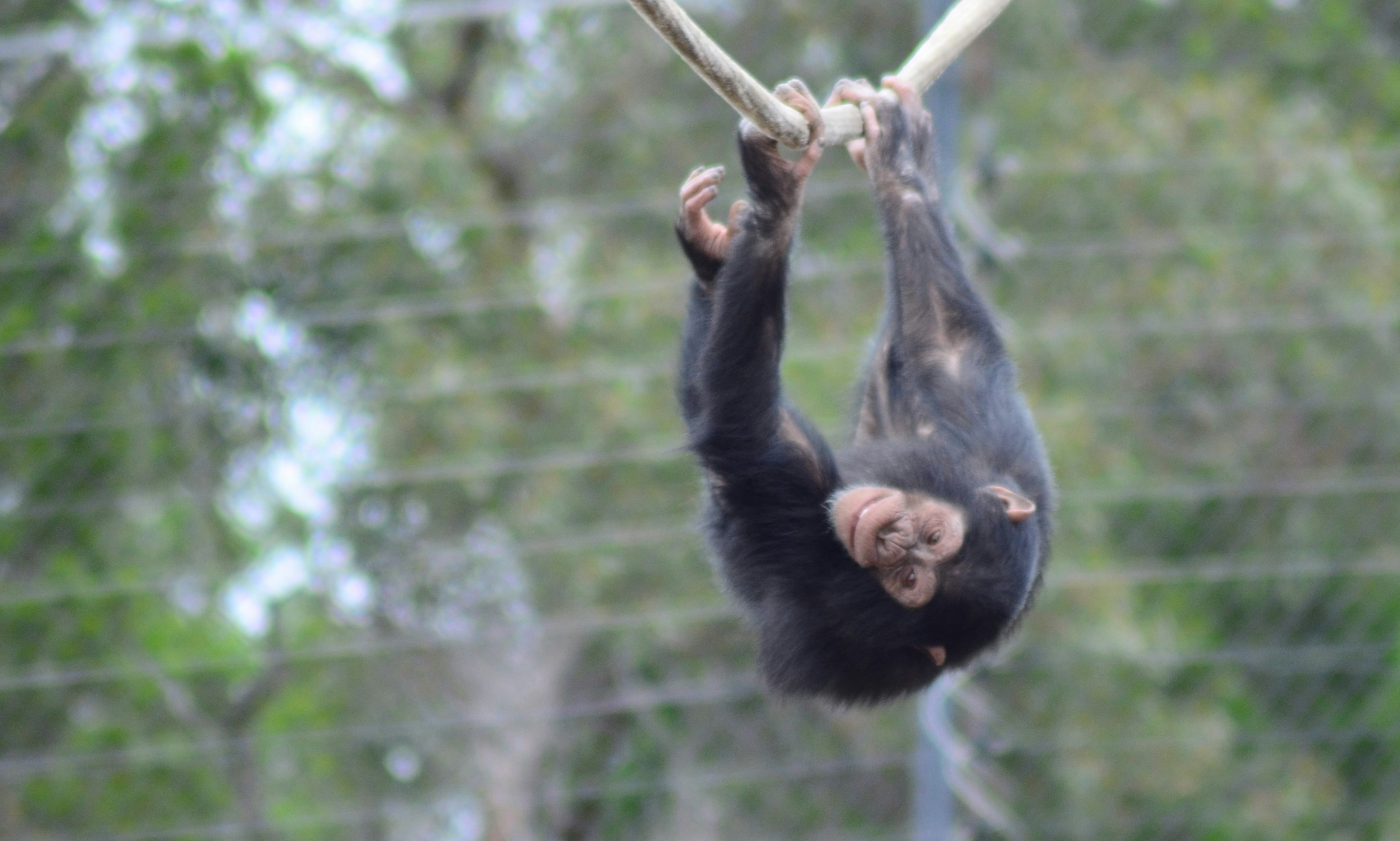 Foto Un mono colgando boca abajo de una cuerda – Imagen Australia ...