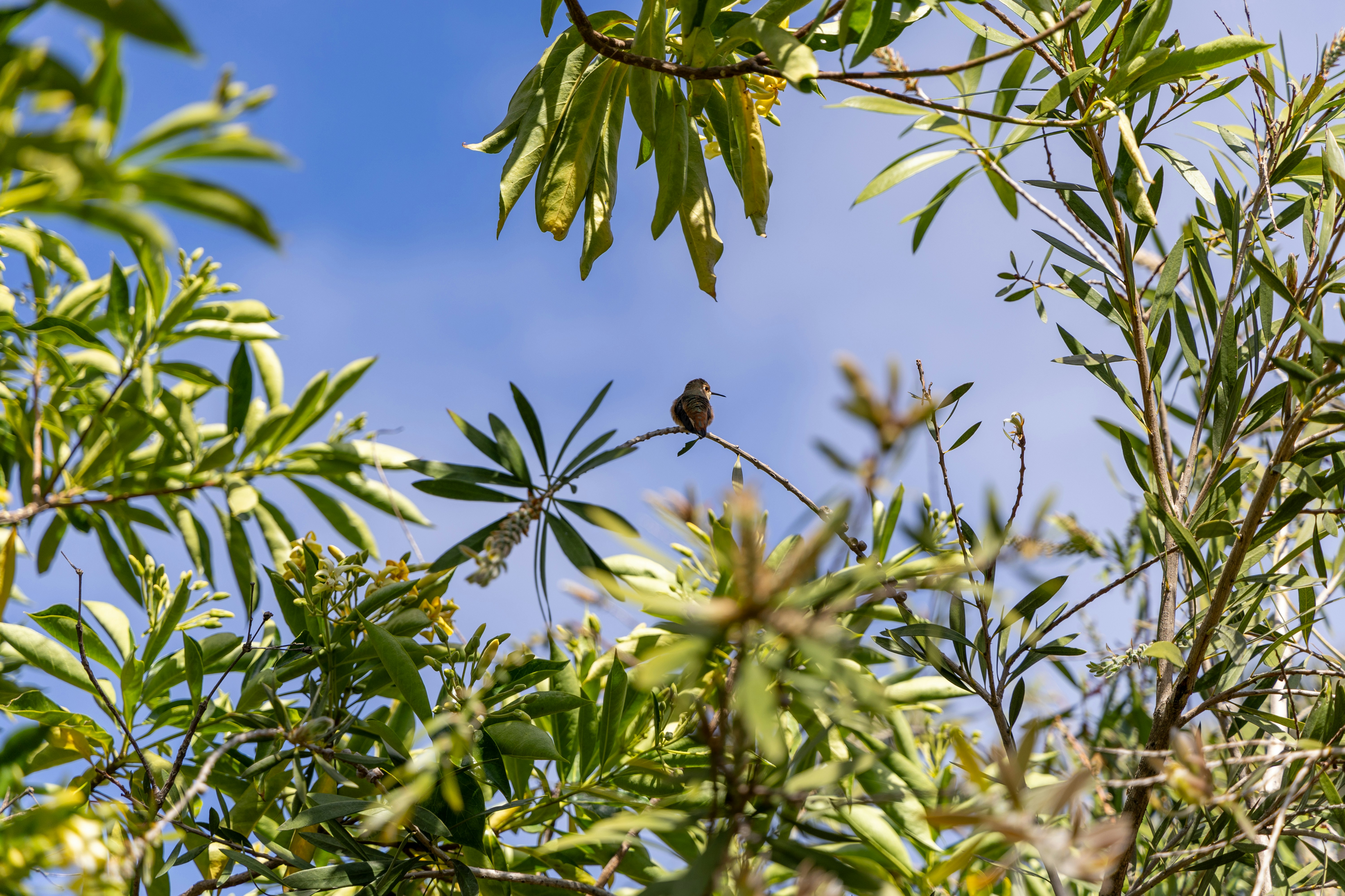 Perch in the Sun: Tiny Songbird Amid Sunlit Foliage