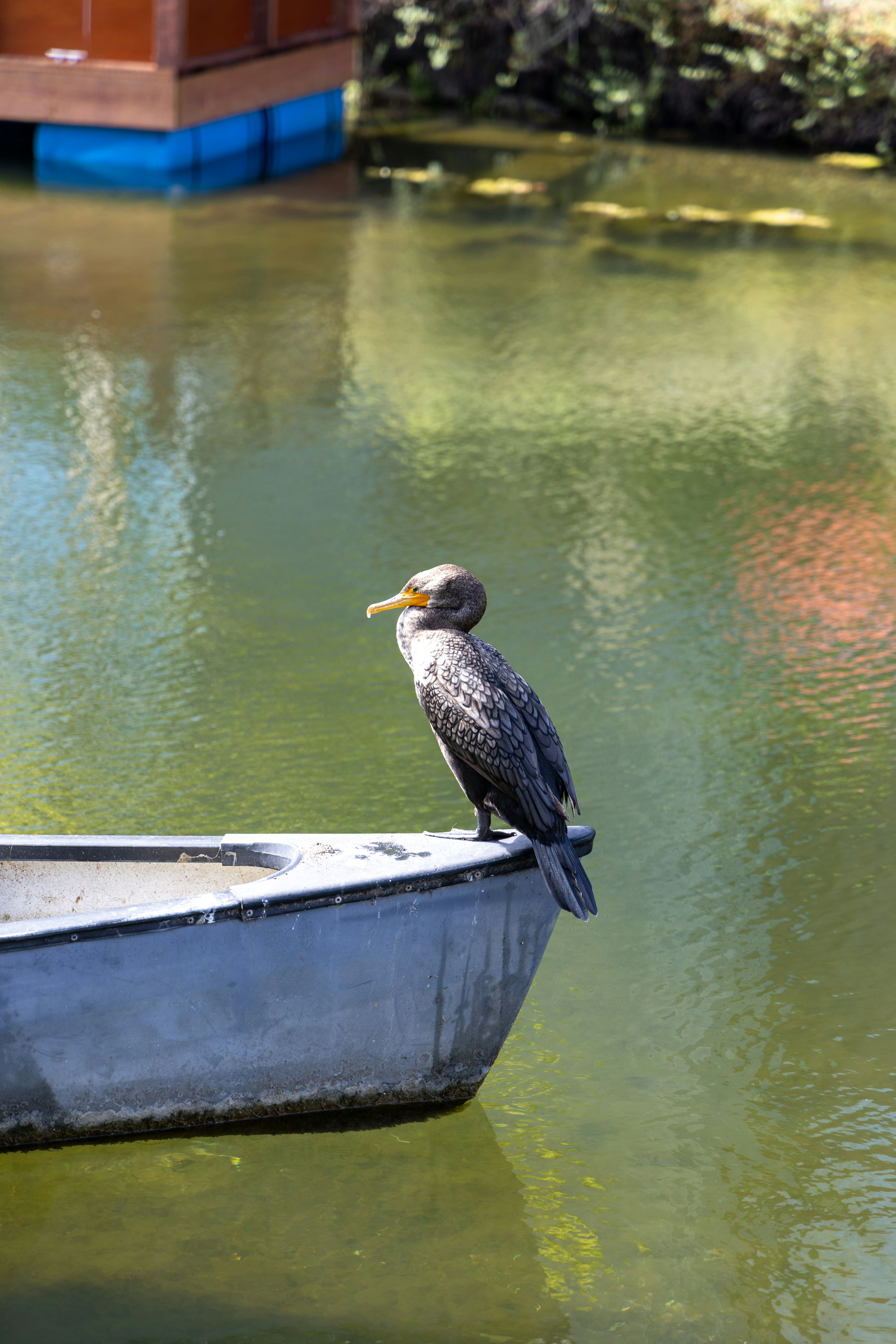Cormorant on a Weathered Dinghy: Quiet Watcher of a Green Pond