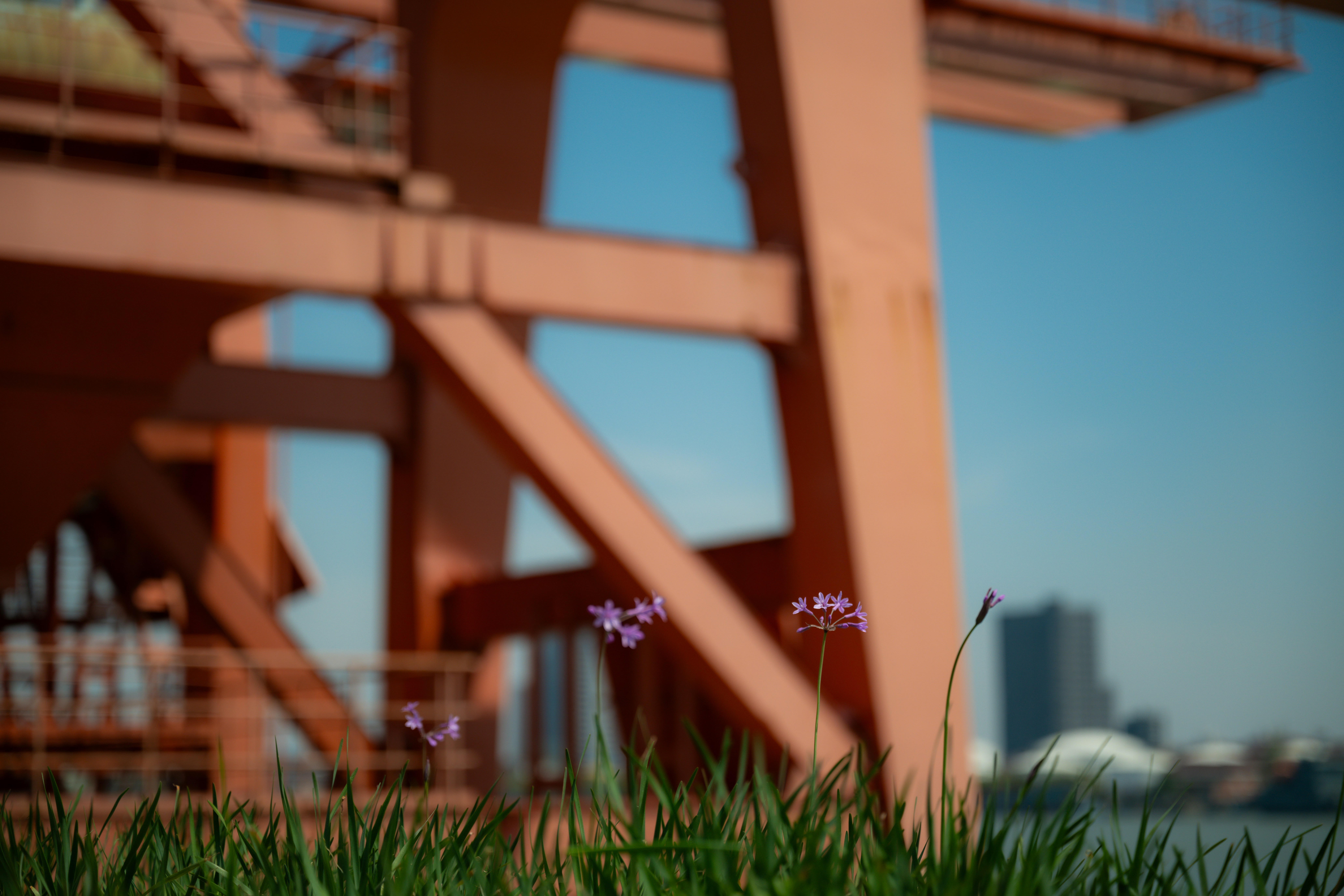 Violet in the shadow of steel: a low-angle grass moment