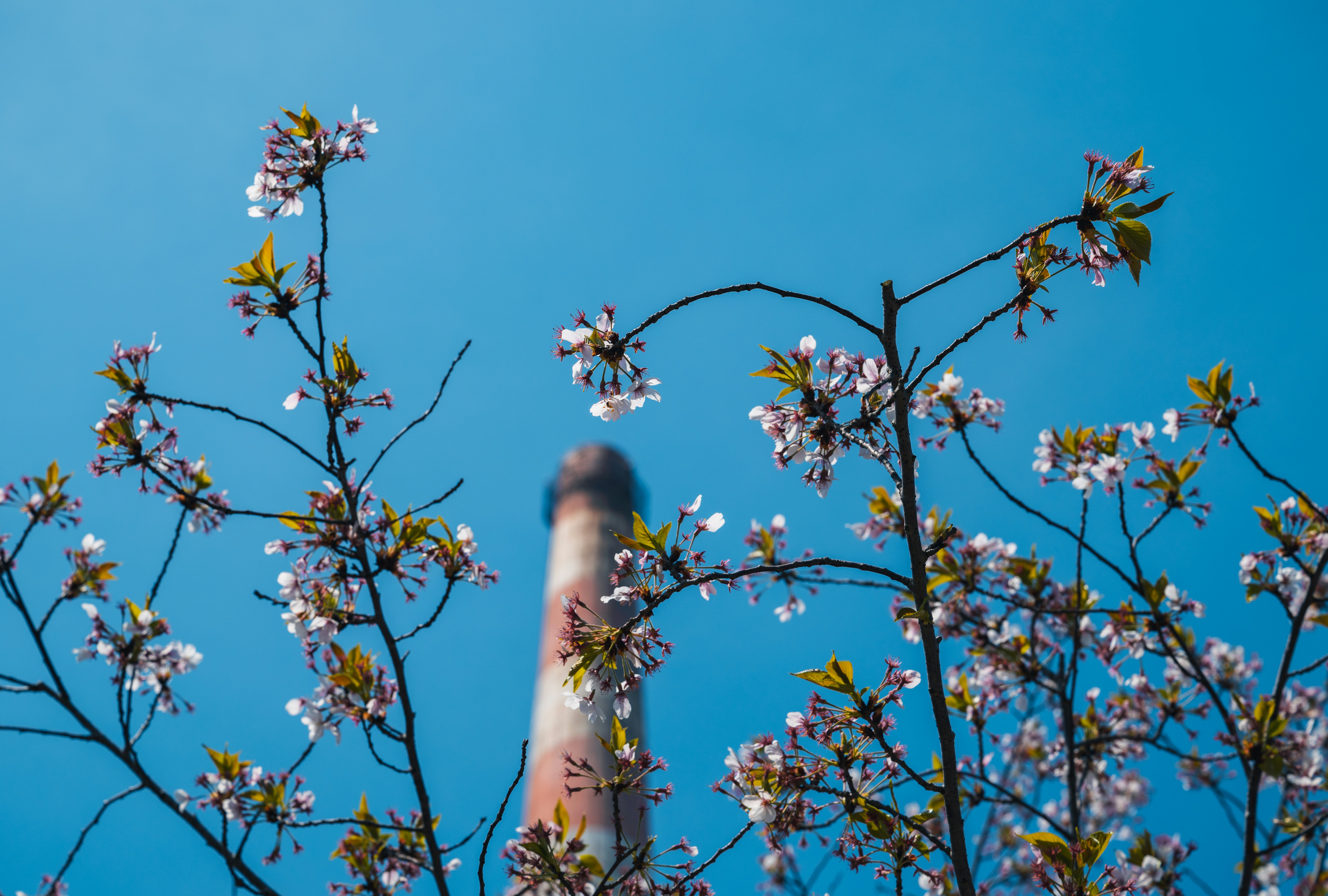 Blossoms Framing a Distant Chimney Under a Pristine Blue Sky