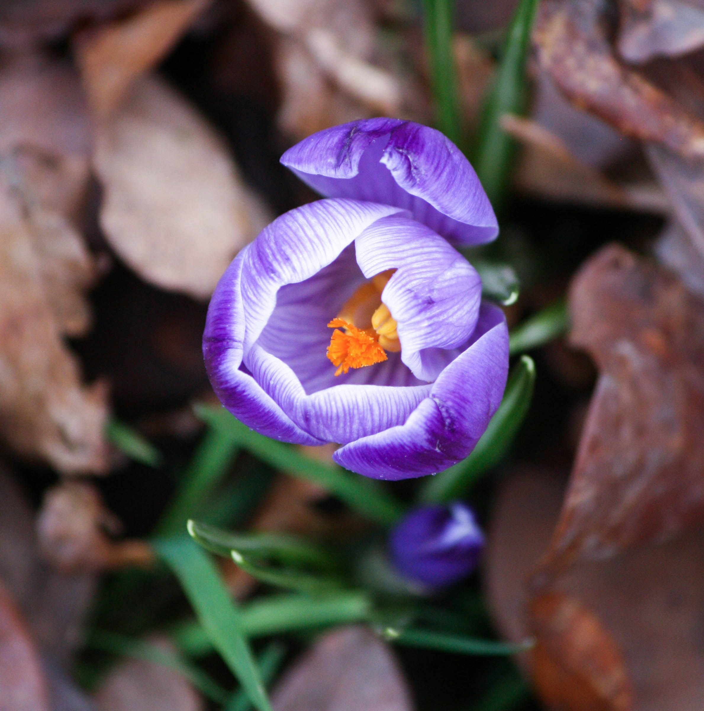 Violet Crocus Crowned by Autumn's Remnants