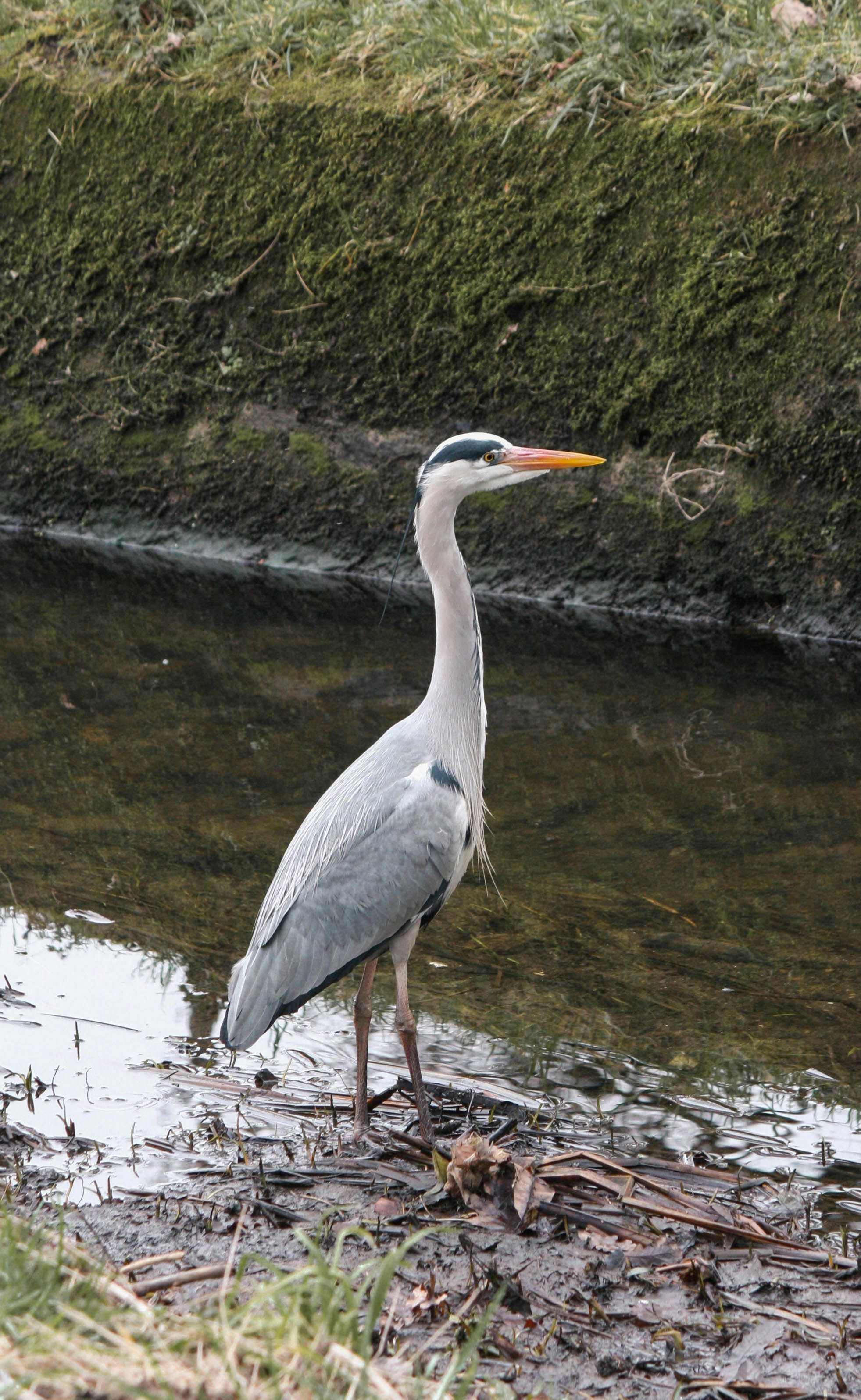 Heron fishing in Stream Bed
