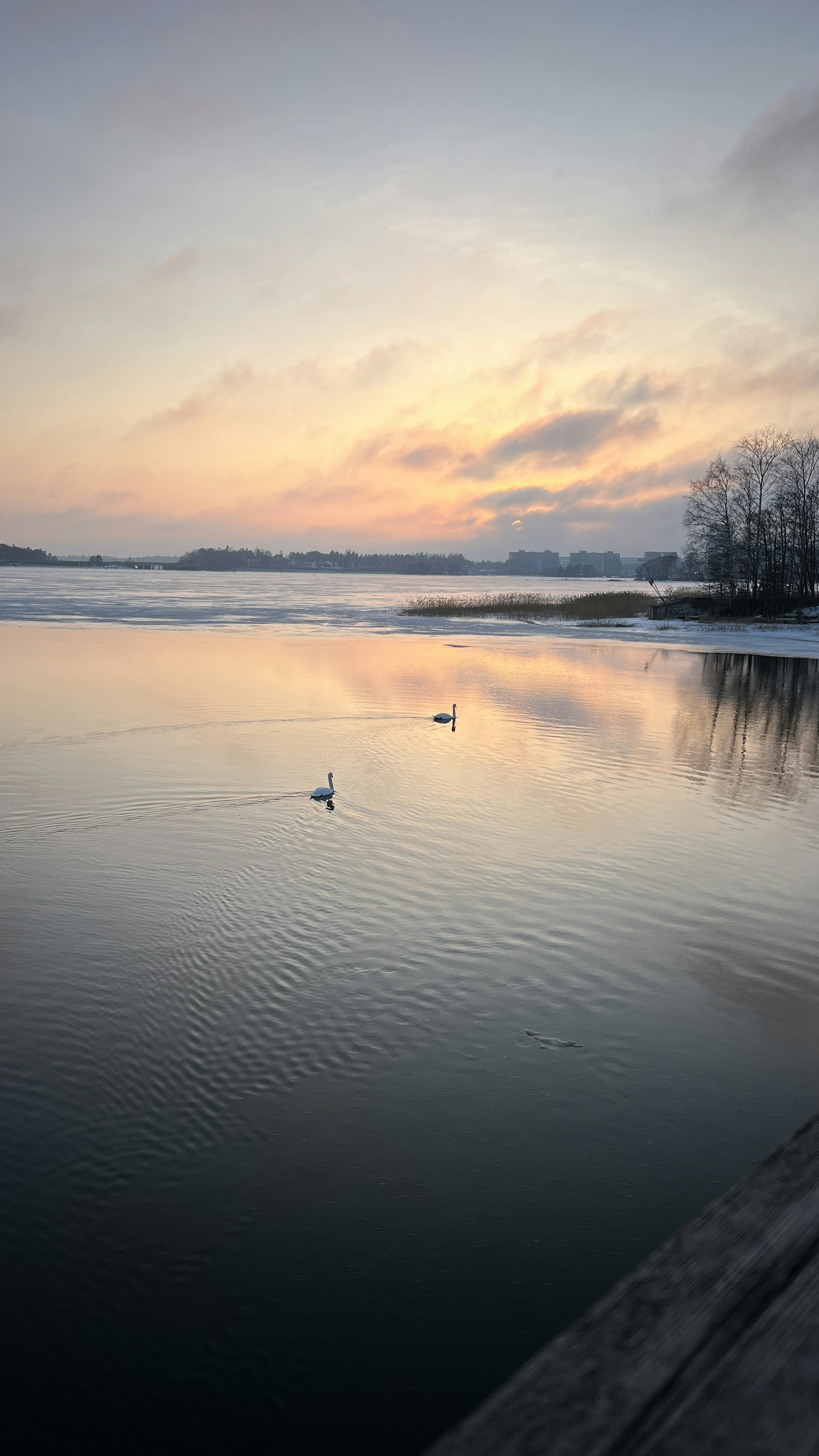 A couple of swans swimming in sunset light. Early spring.