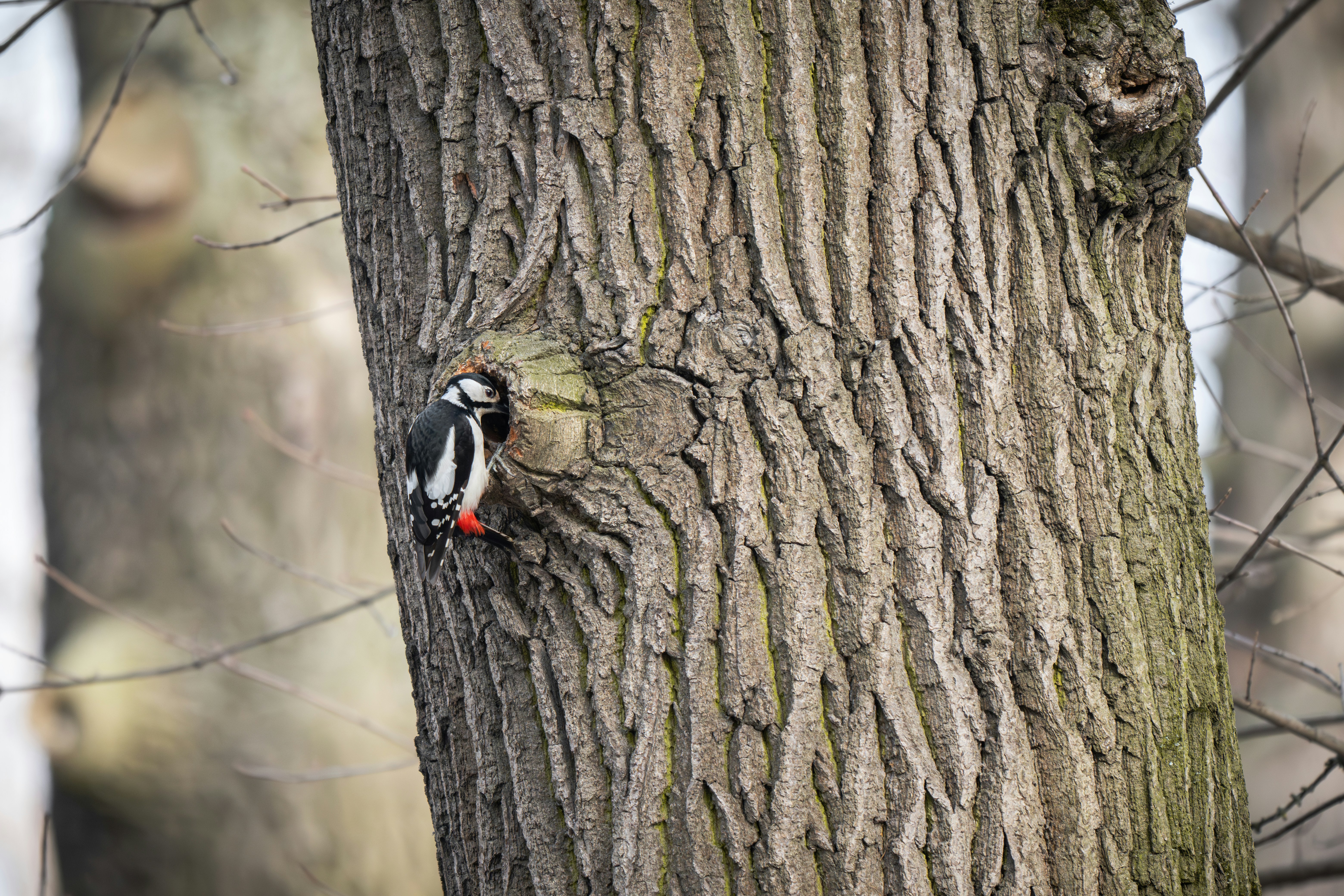 Woodpecker Pause on Weathered Bark: A Moment of Texture and Focus
