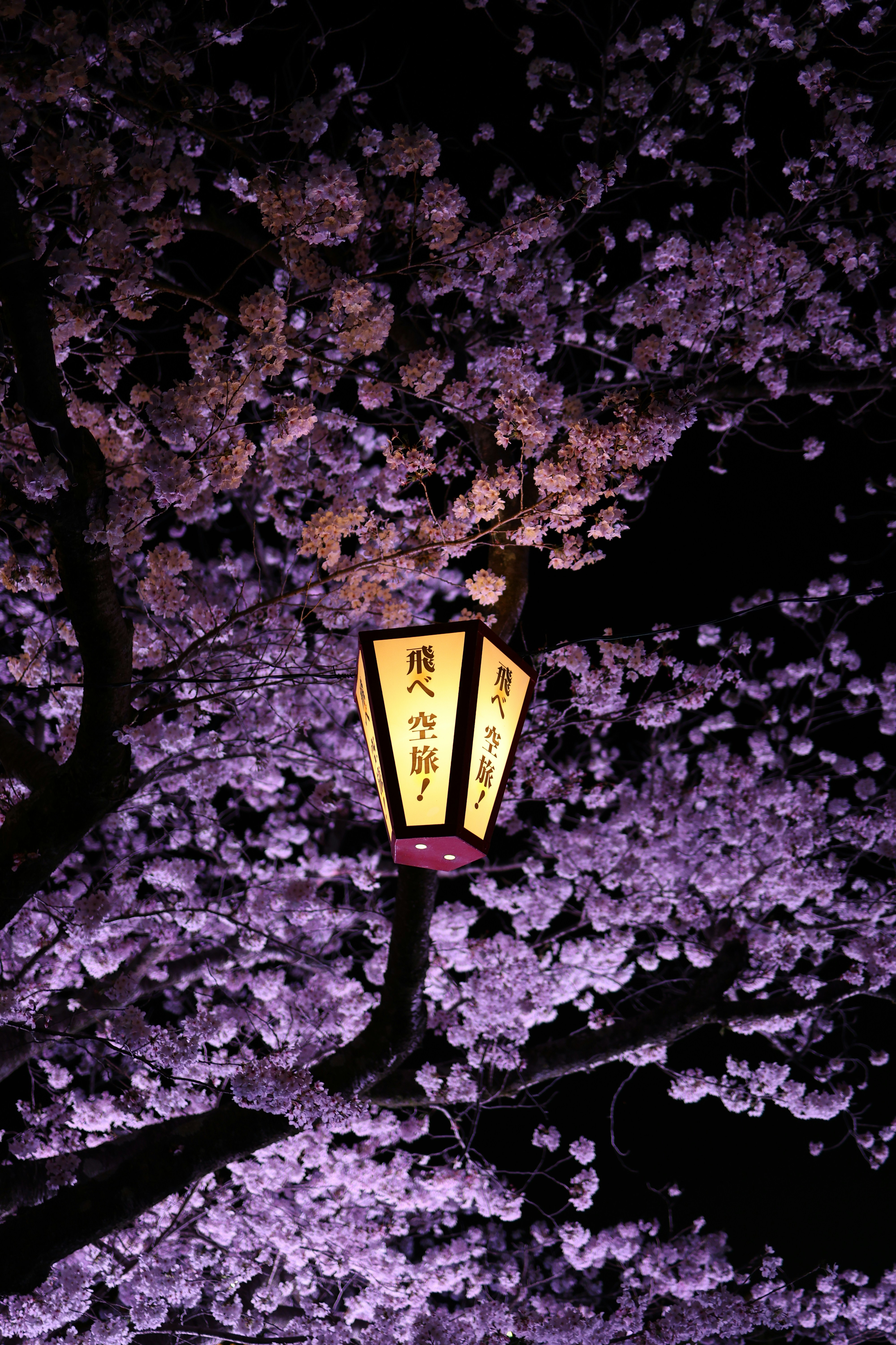 Lantern Glow Among Night-Blooming Sakura