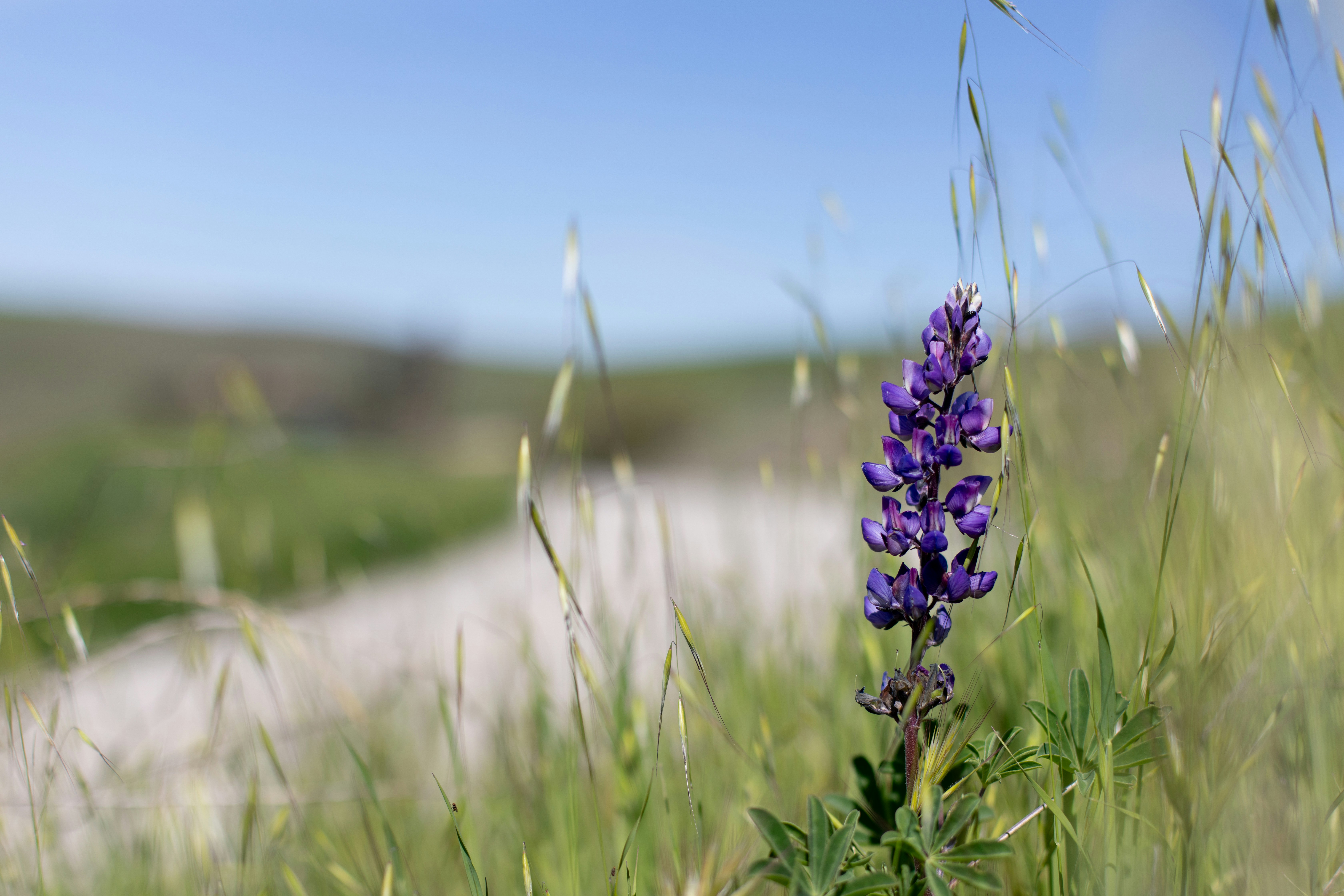 Lupine in Focus: A Solitary Purple Spike Framed by Meadow Blur