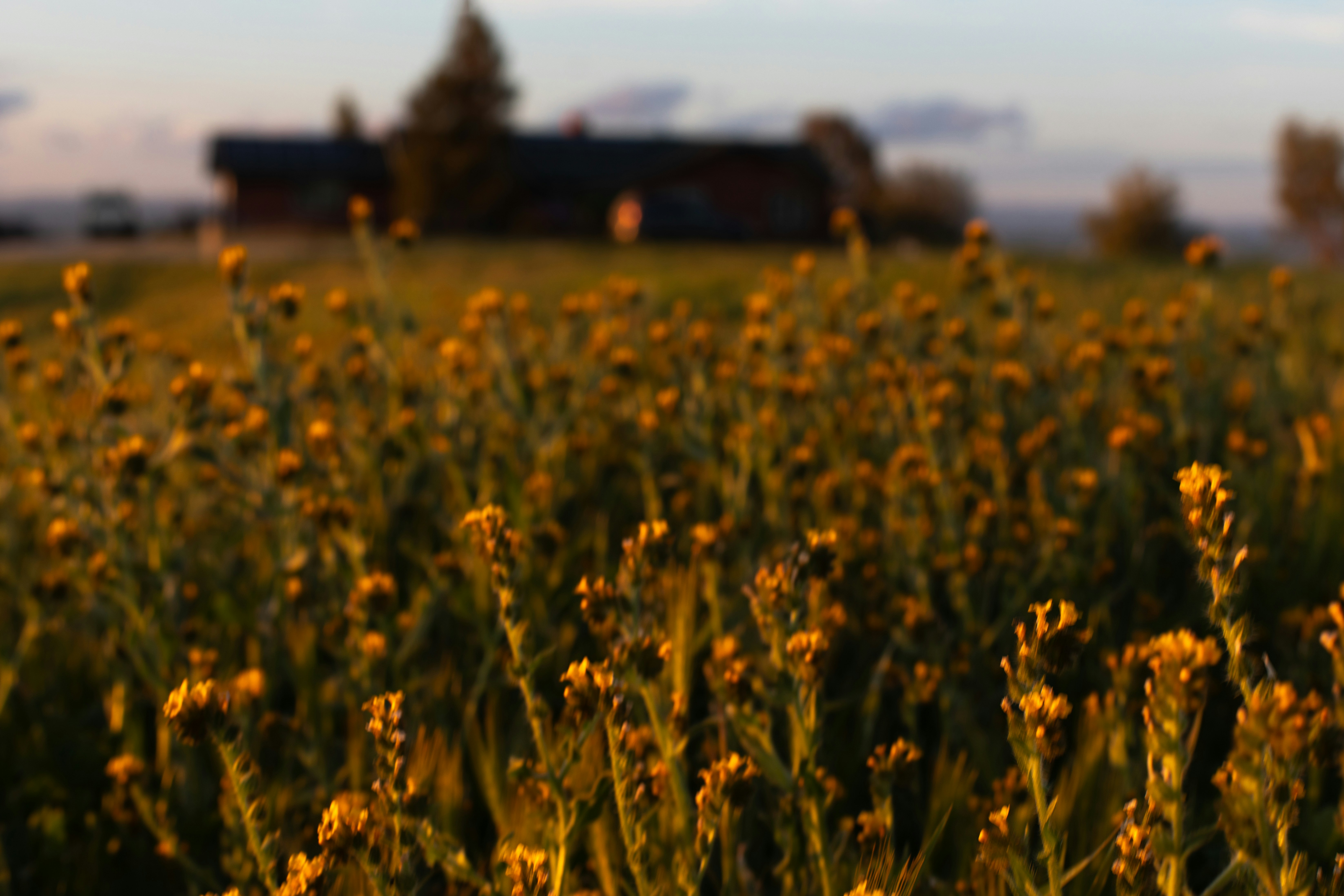 Amber Canopy: Sunlit Wildflowers in a Quiet Field