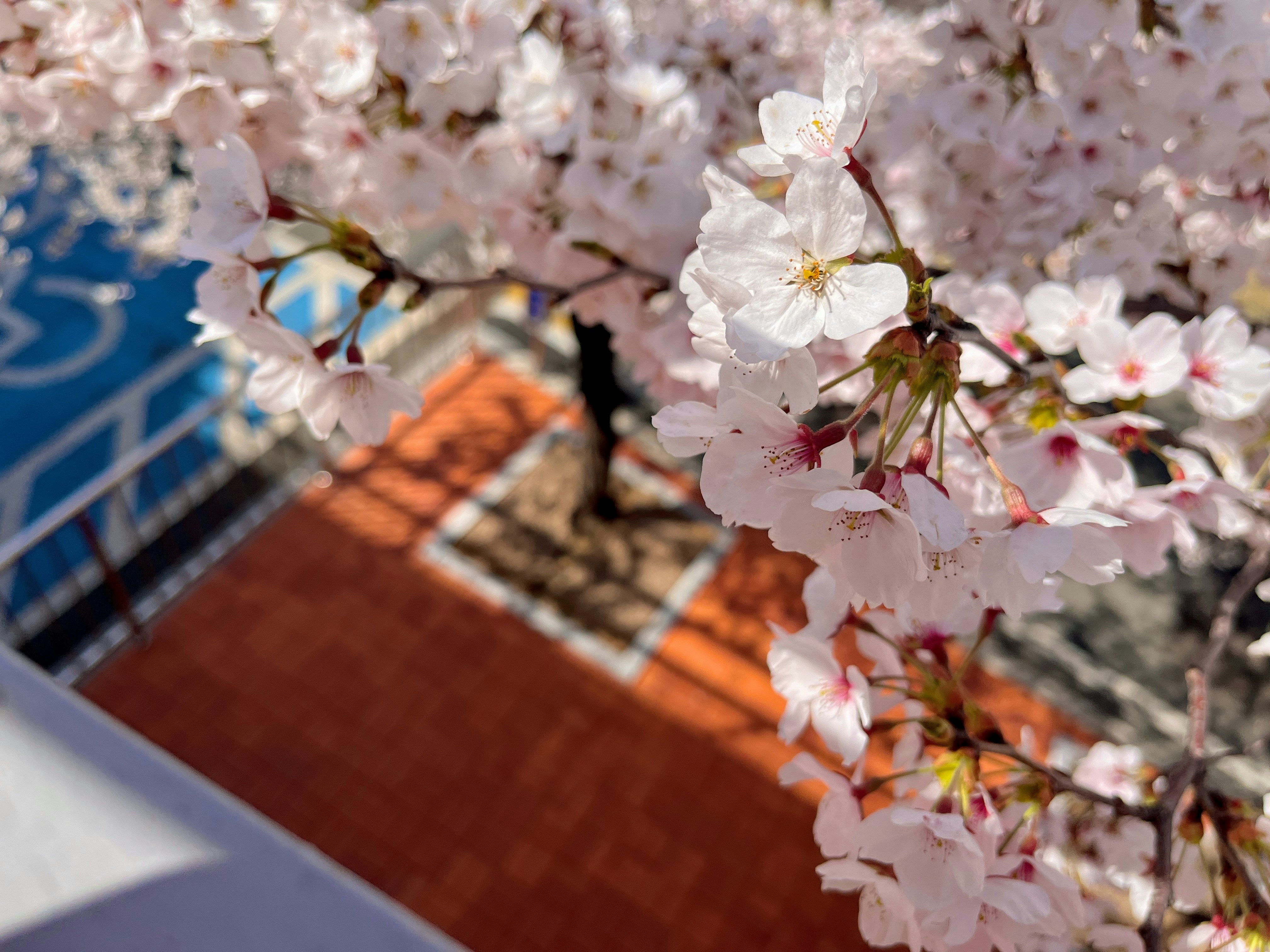 Blooming on the Edge: Pale Blossoms Framing a Sunlit Terrace