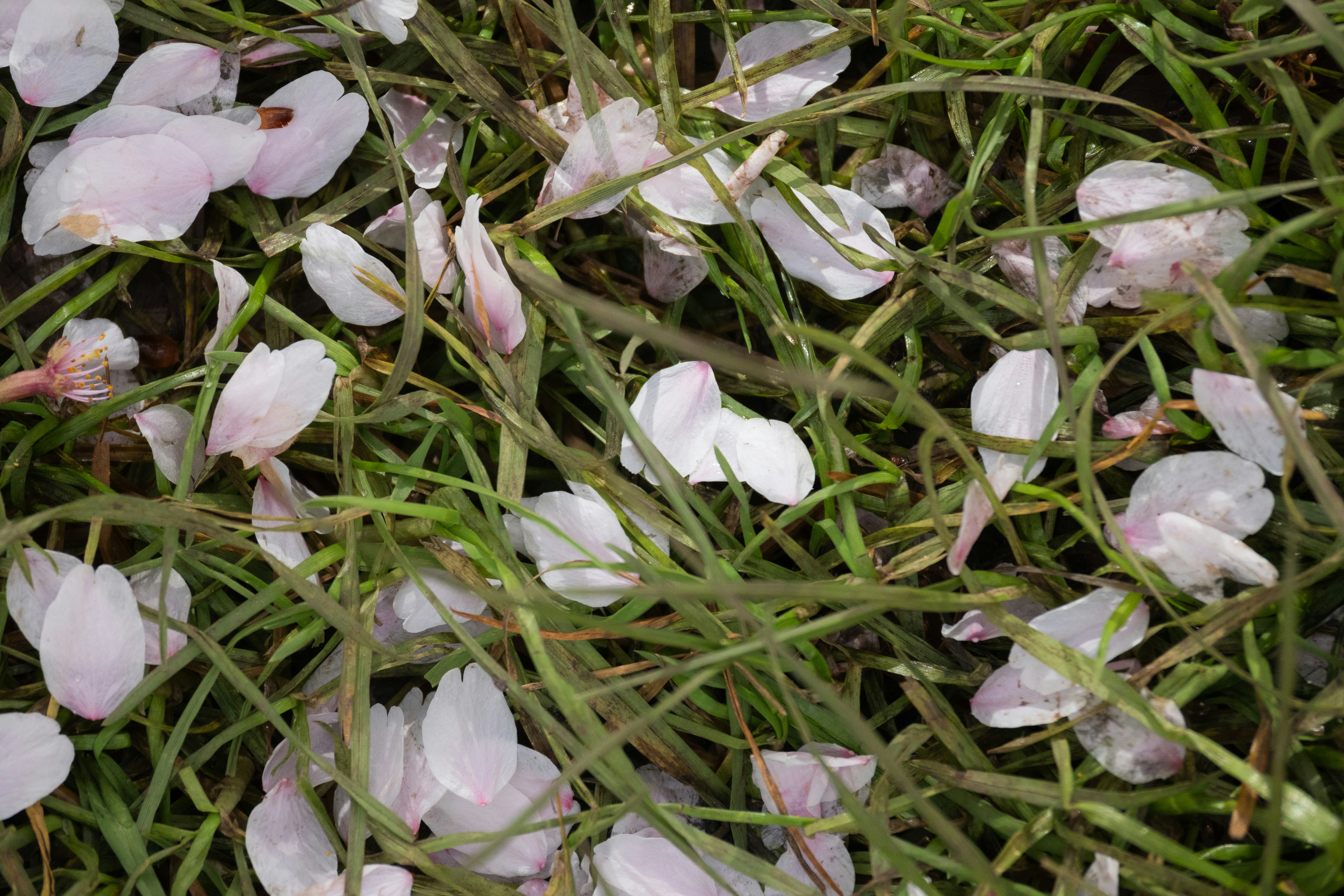 Petals in the Grass: Delicate Confetti on a Spring Lawn