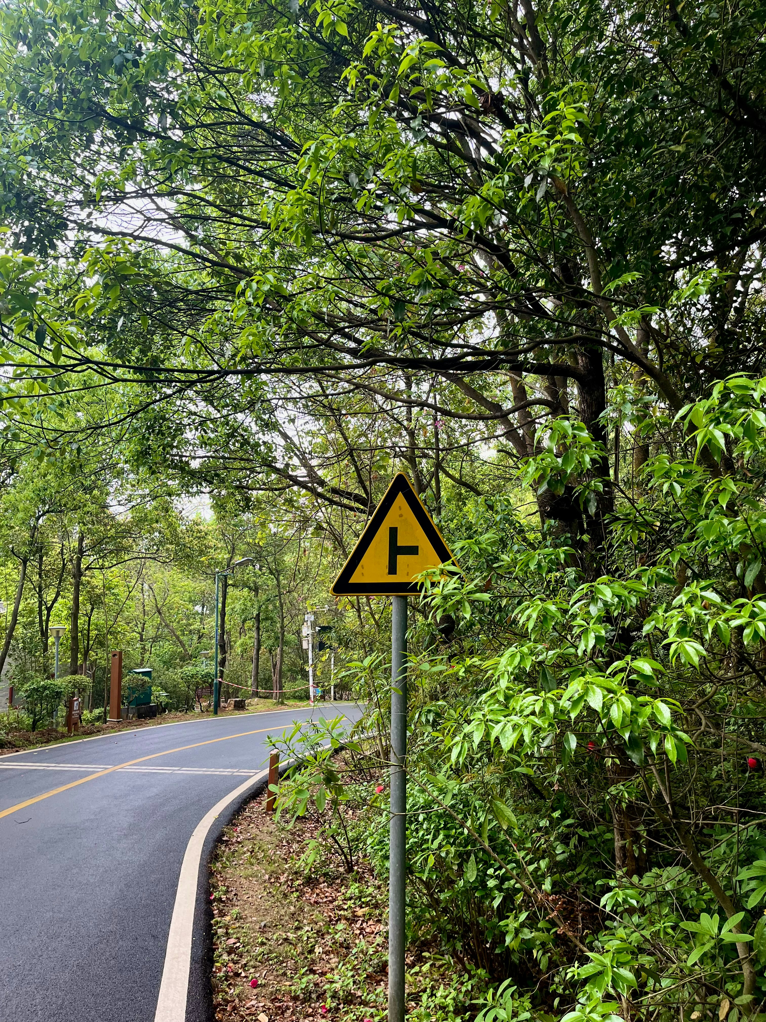 T-Junction in the Green Corridor: A Quiet Forest Road