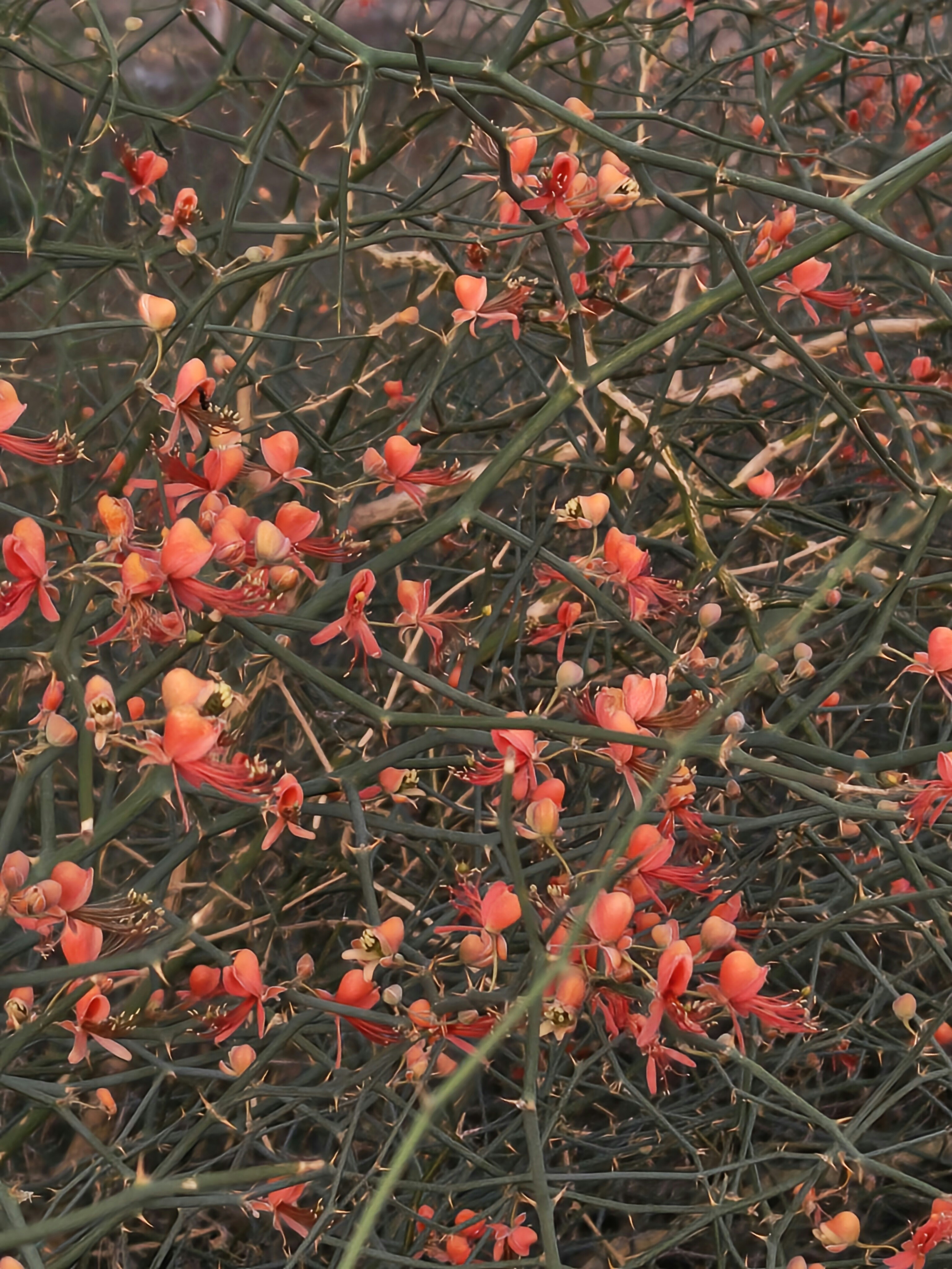 Close-up of a tangle of bare branches dotted with red-orange quince blossoms, creating a vivid winter floral scene.