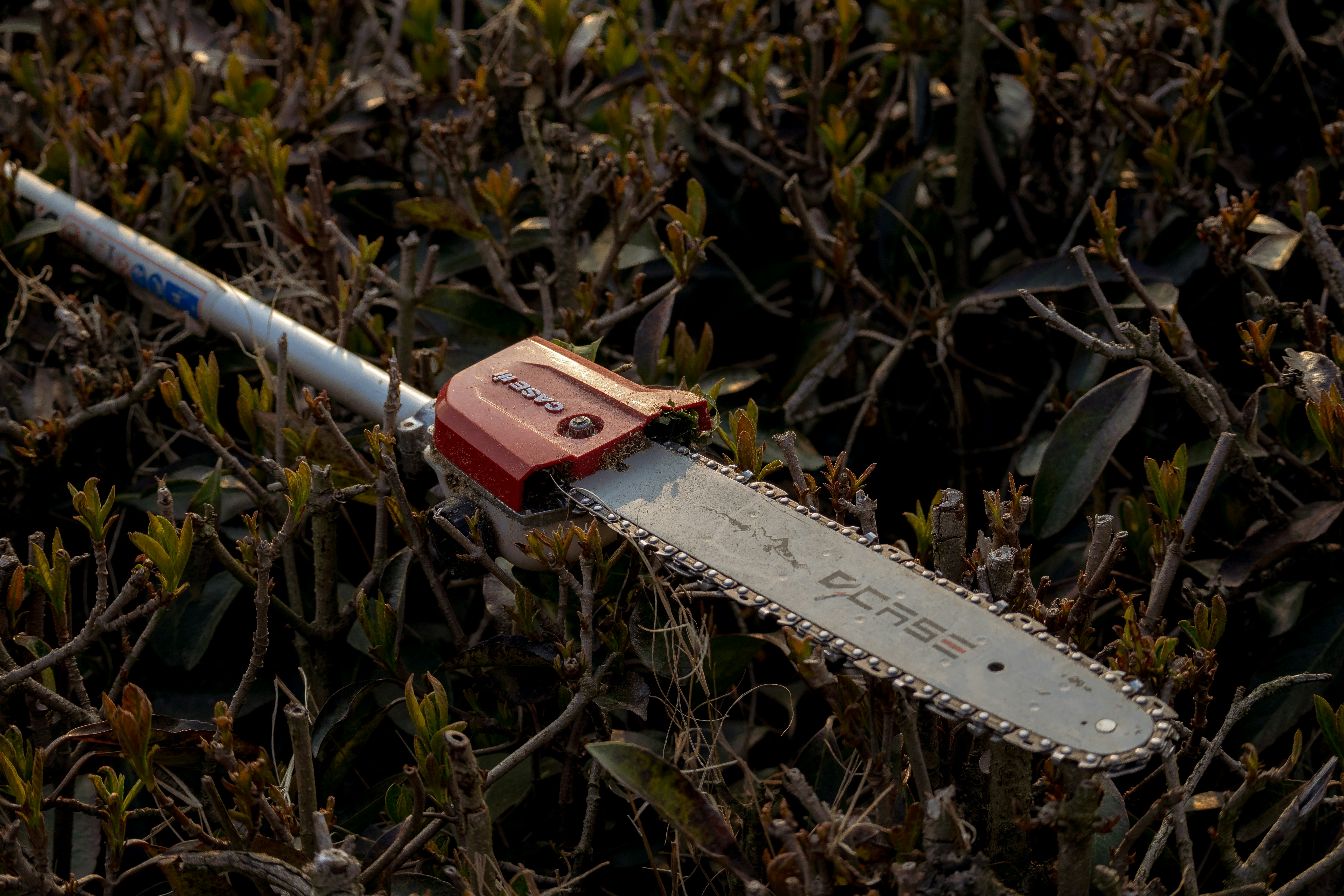 Chainsaw Bar Across a Tangled Hedge: A Quiet, Industrial Moment