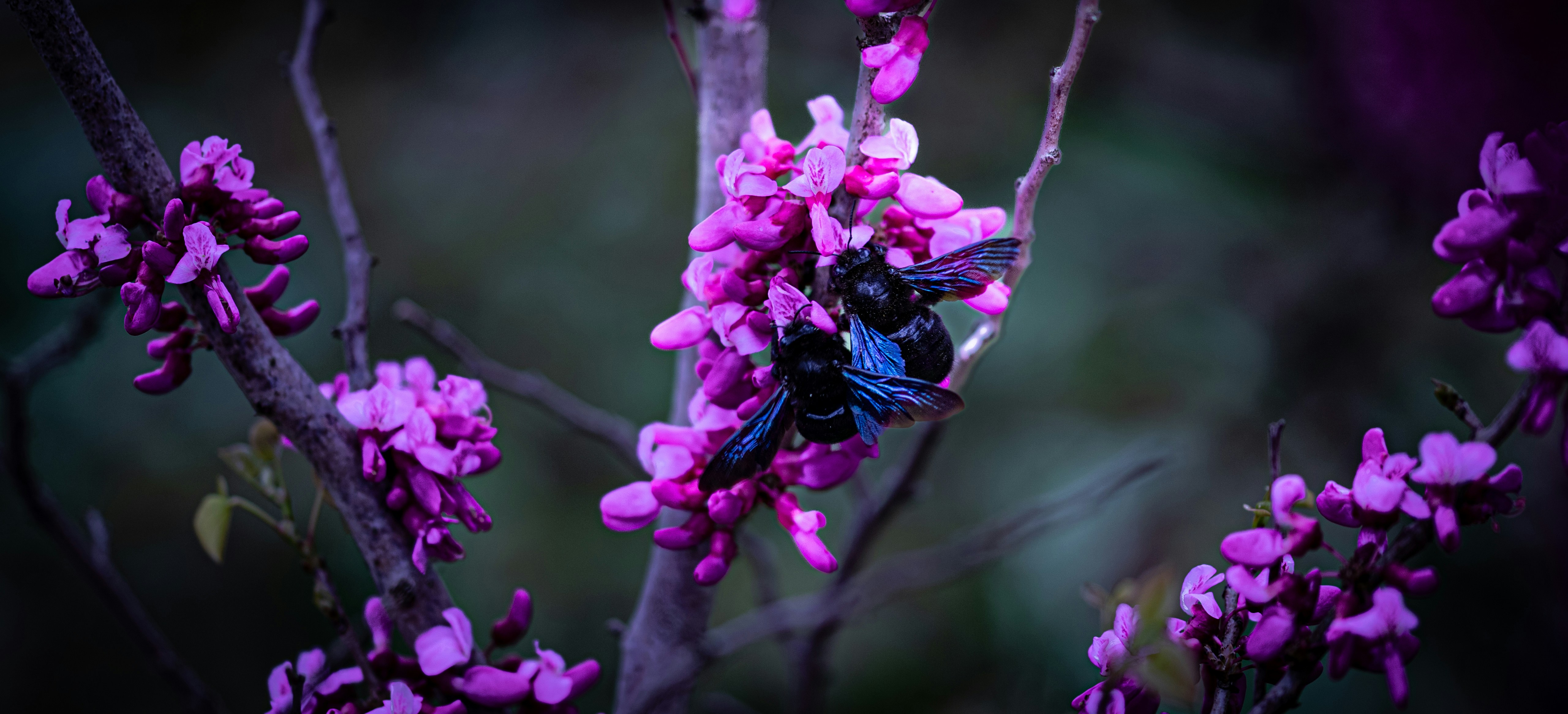 The image showcases a close-up of a carpenter bee with its iridescent wings, perched delicately on a cluster of vibrant pink blossoms. The focus is on the bee's interaction with the flowers, emphasizing details like the fine hairs on the bee and the texture of the petals.