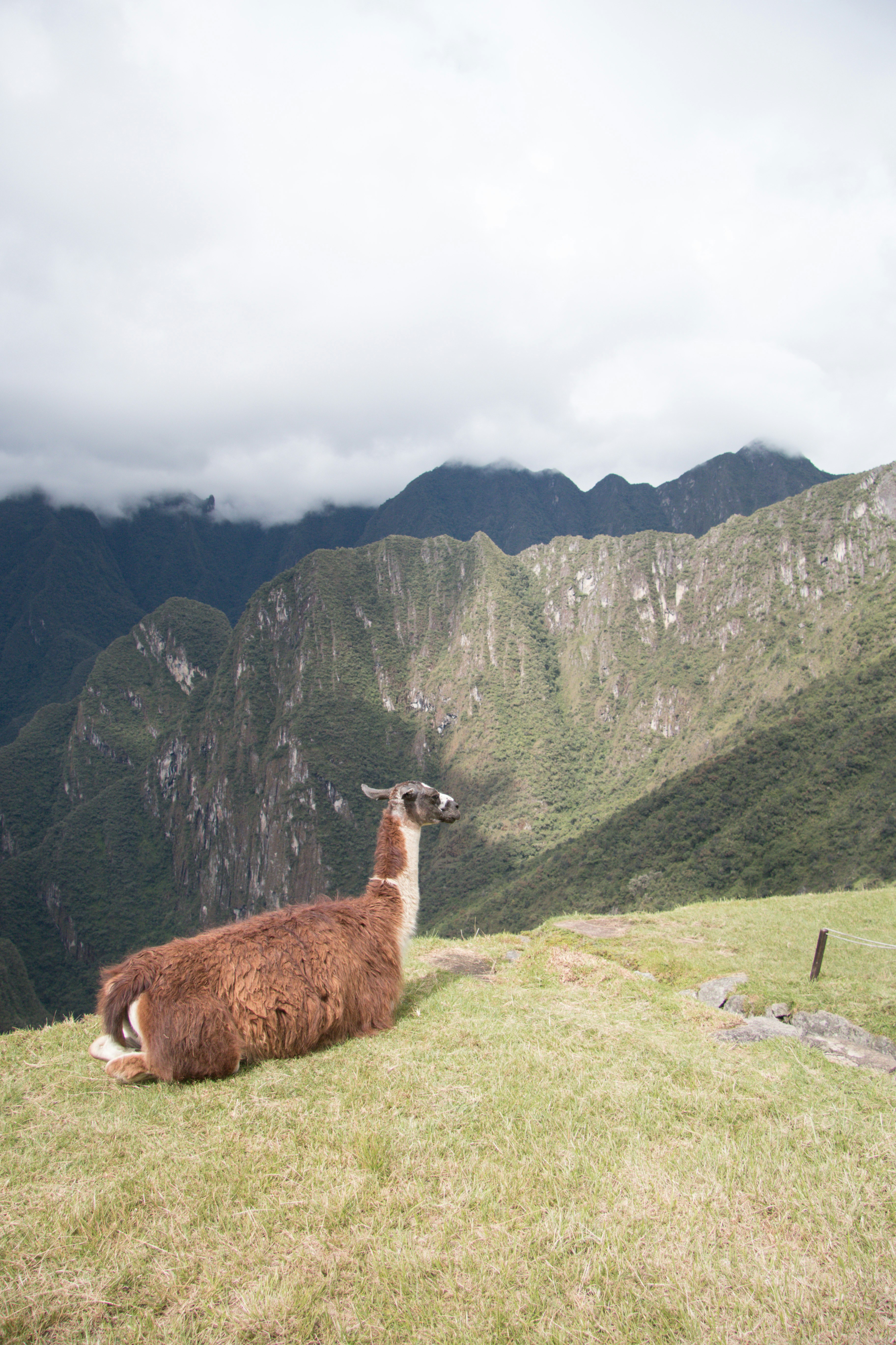 Llama on the Andean Verge Beneath Cloud-Wrapped Peaks
