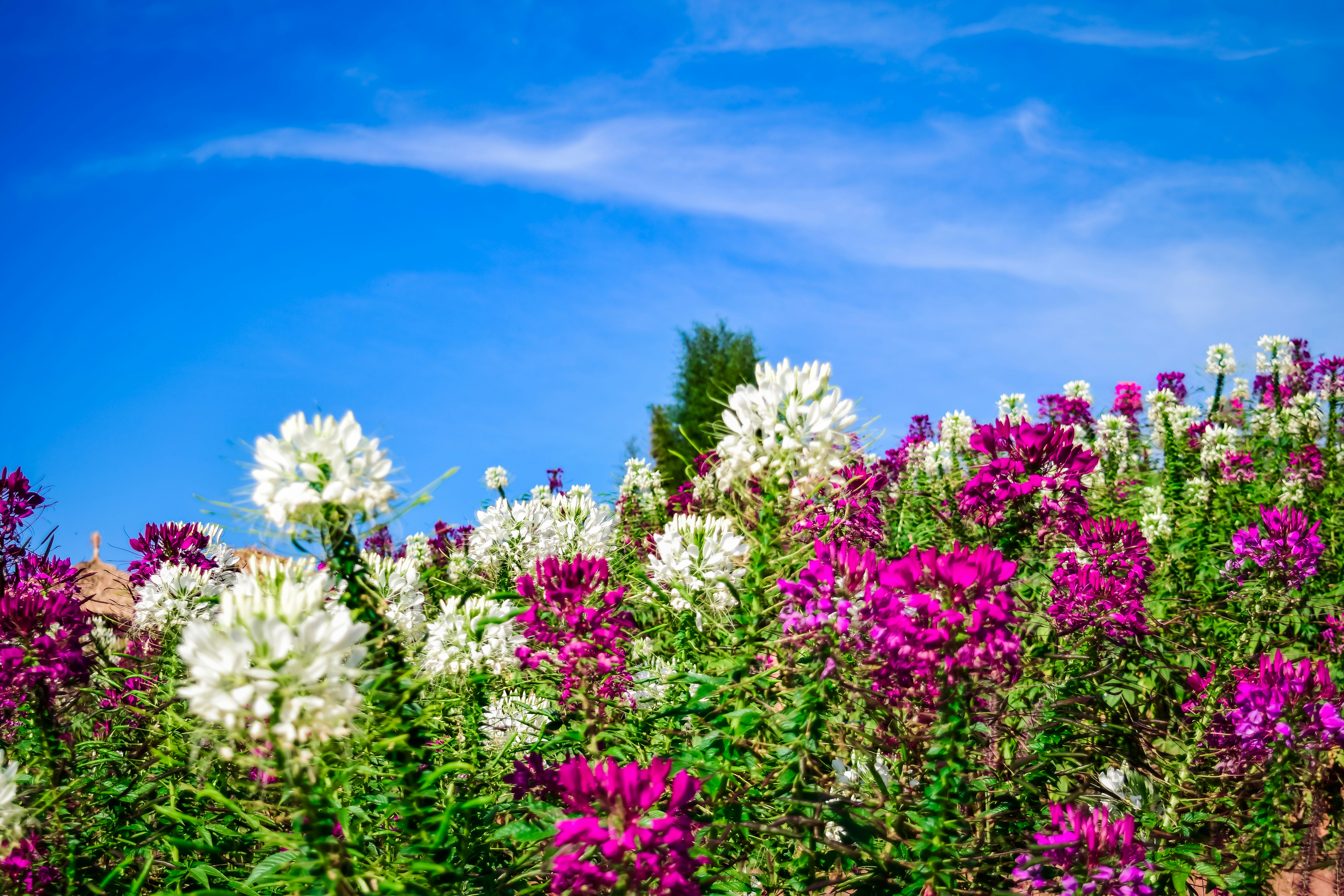 Field of Neon Blooms Under a Clear Sky