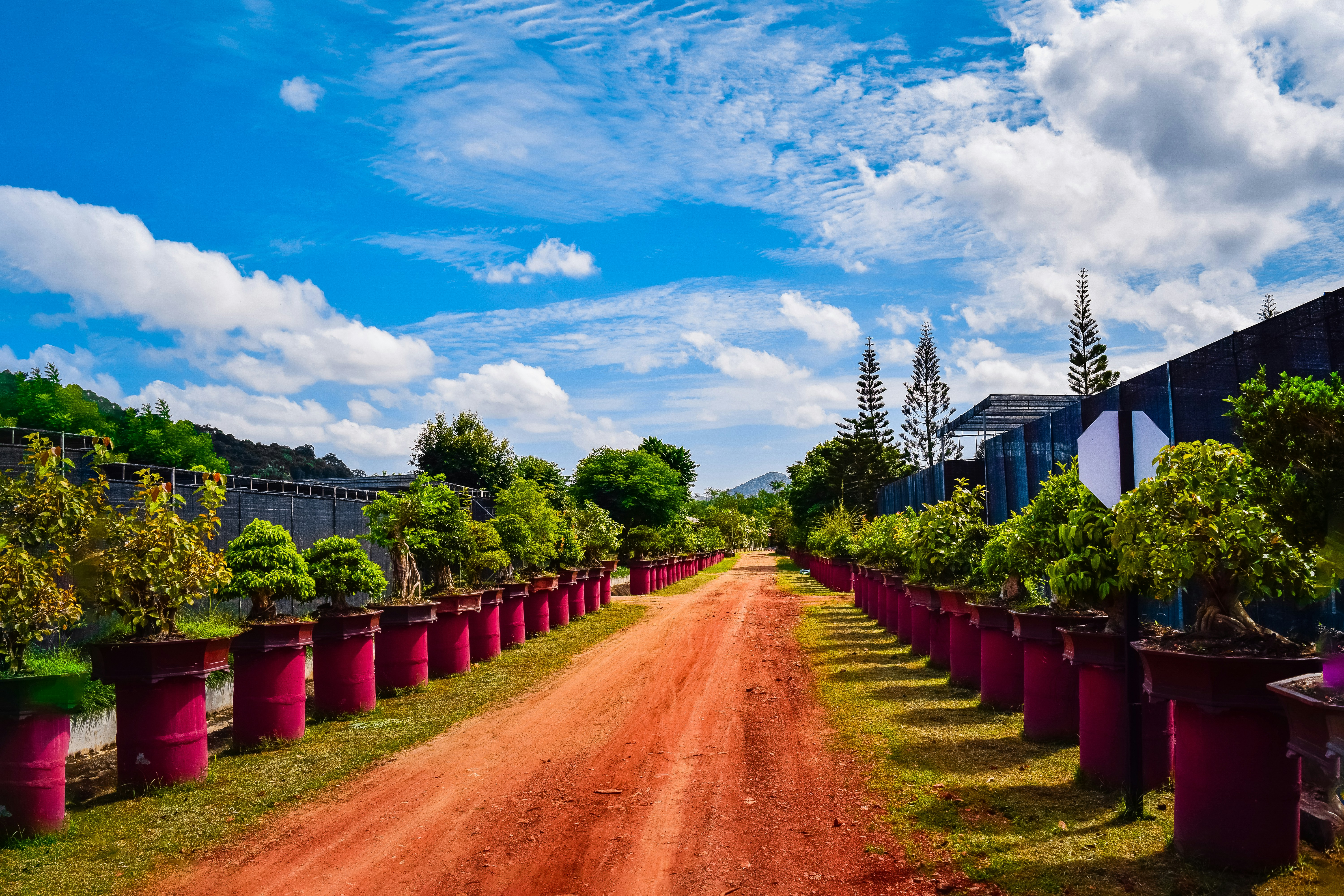 Crimson Corridor: A Red-Dirt Avenue Framed by Terracotta Pots