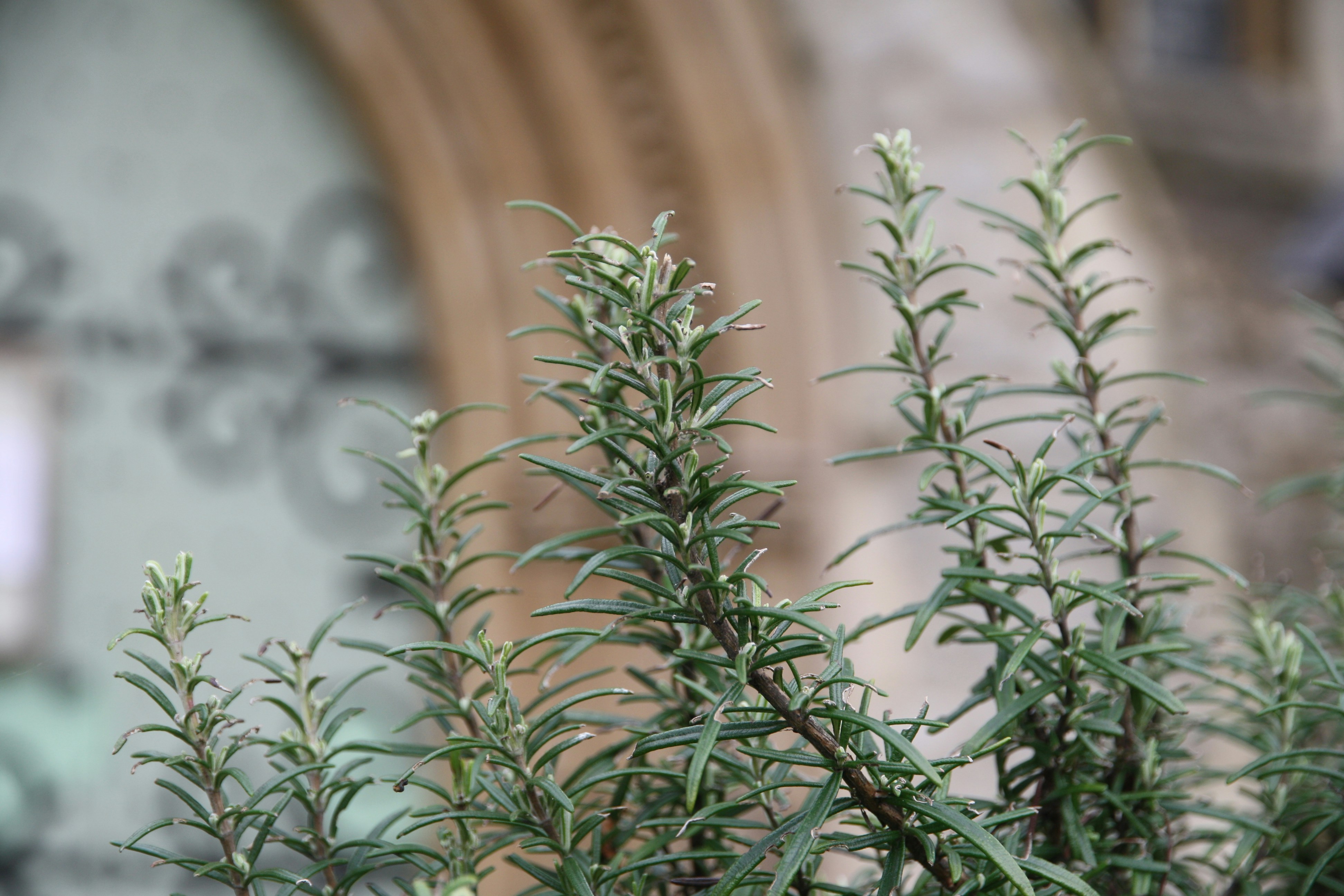 Rosemary Spires Framing a Weathered Archway