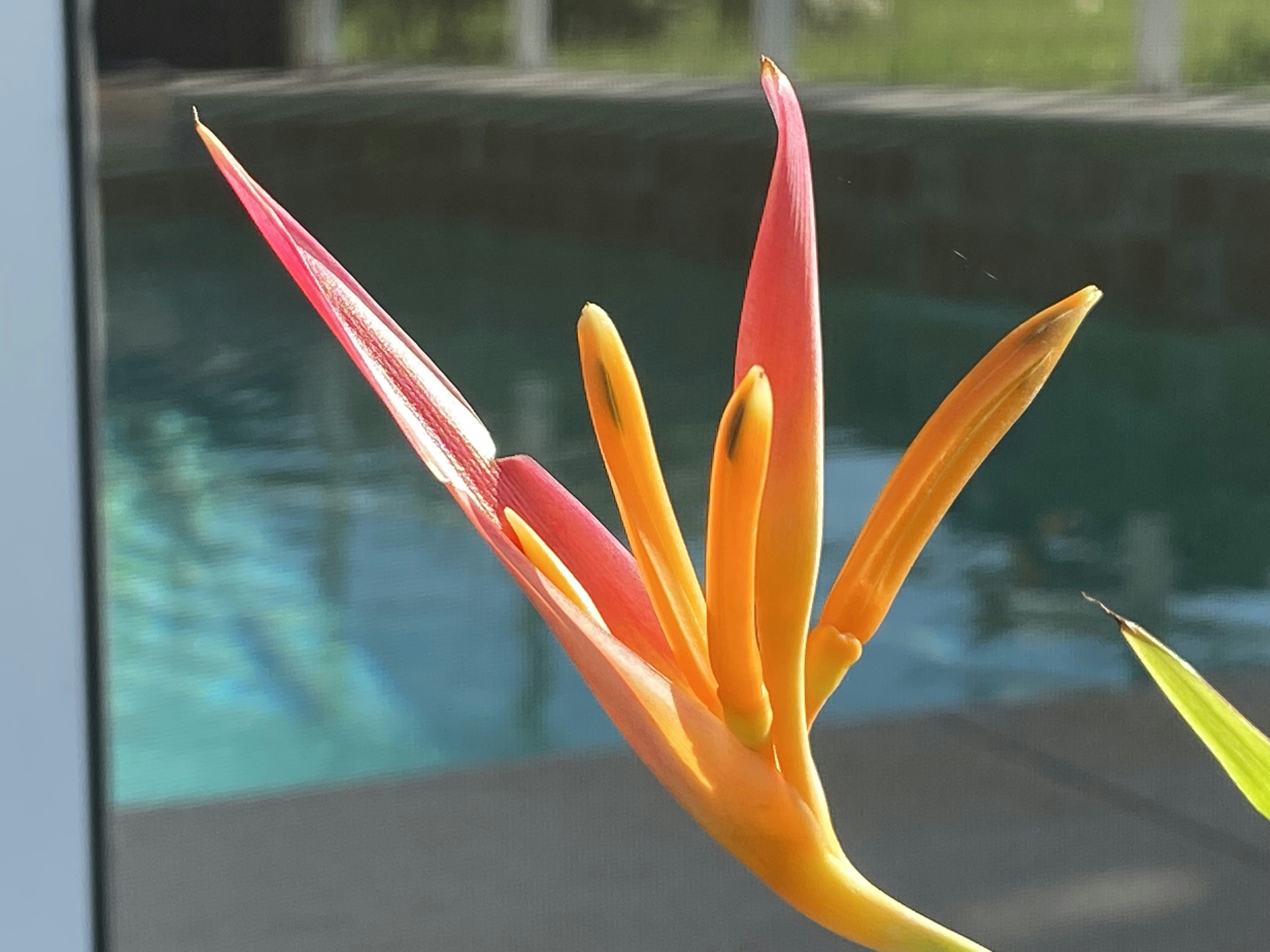 Poolside Bloom: Bird of Paradise in Sunlit Clarity
