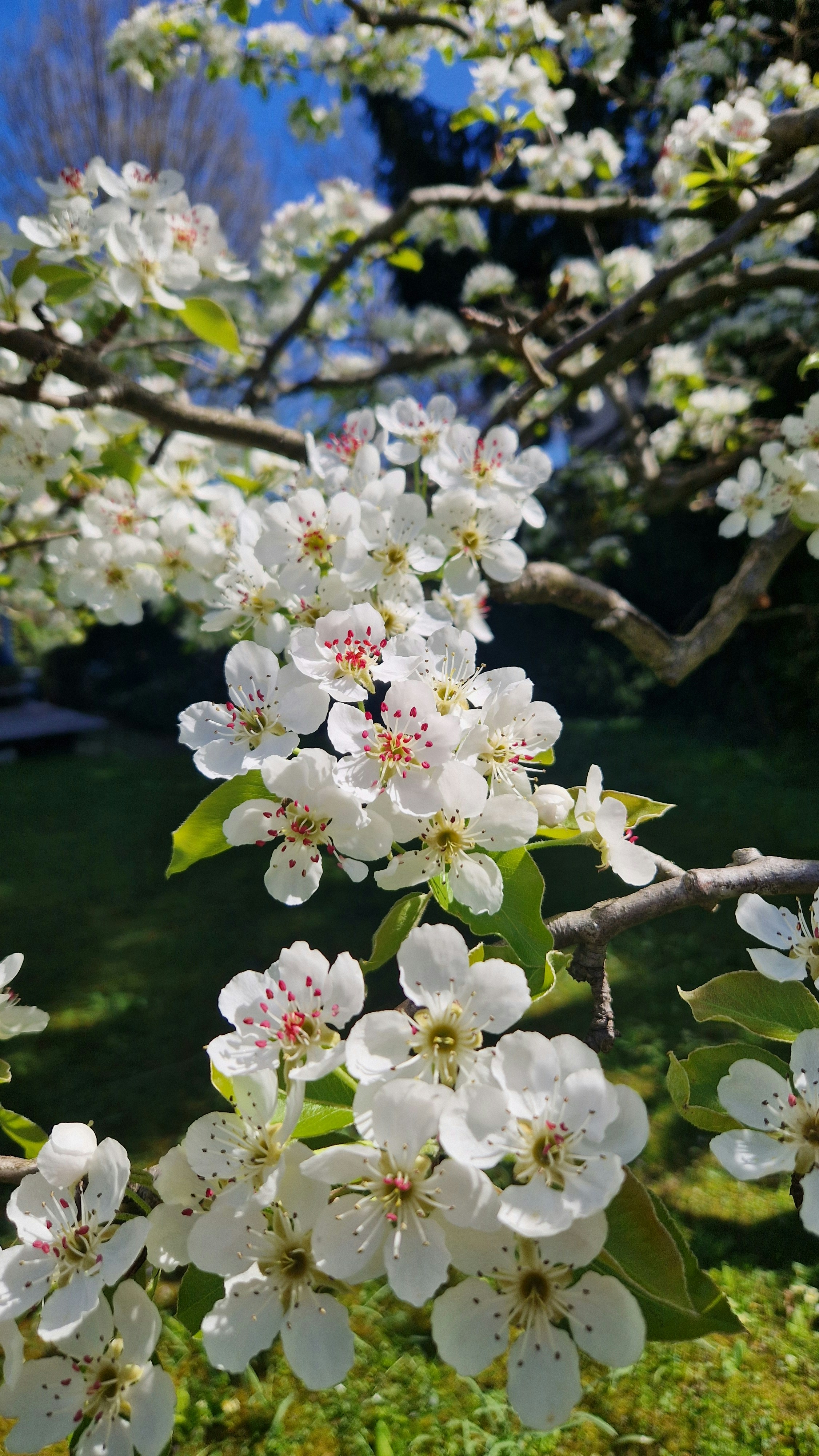 Spring's White Confetti: A Close-Up on Blossoming Branches