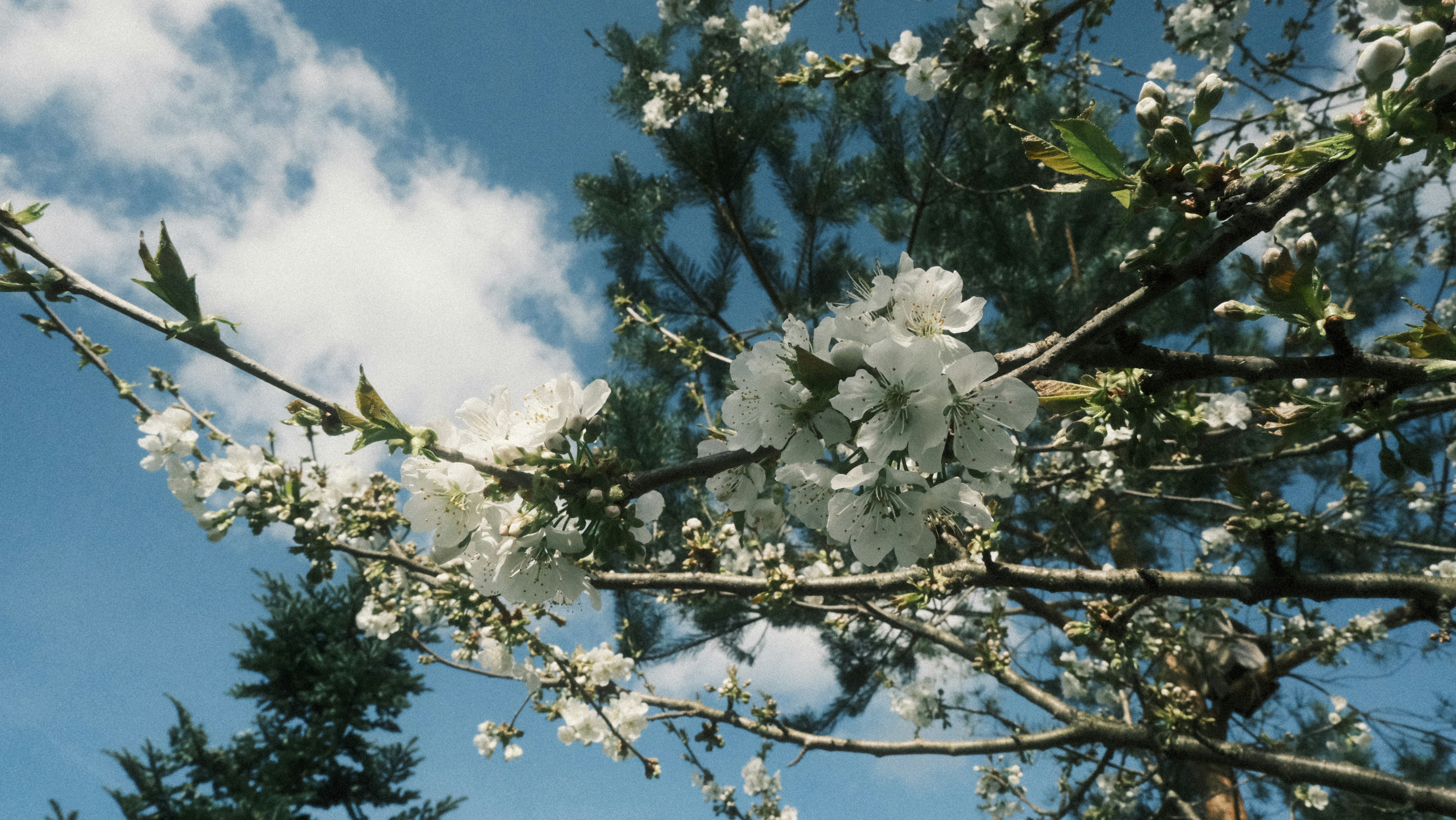 Crystalline White Blossoms Framing a Spring Sky