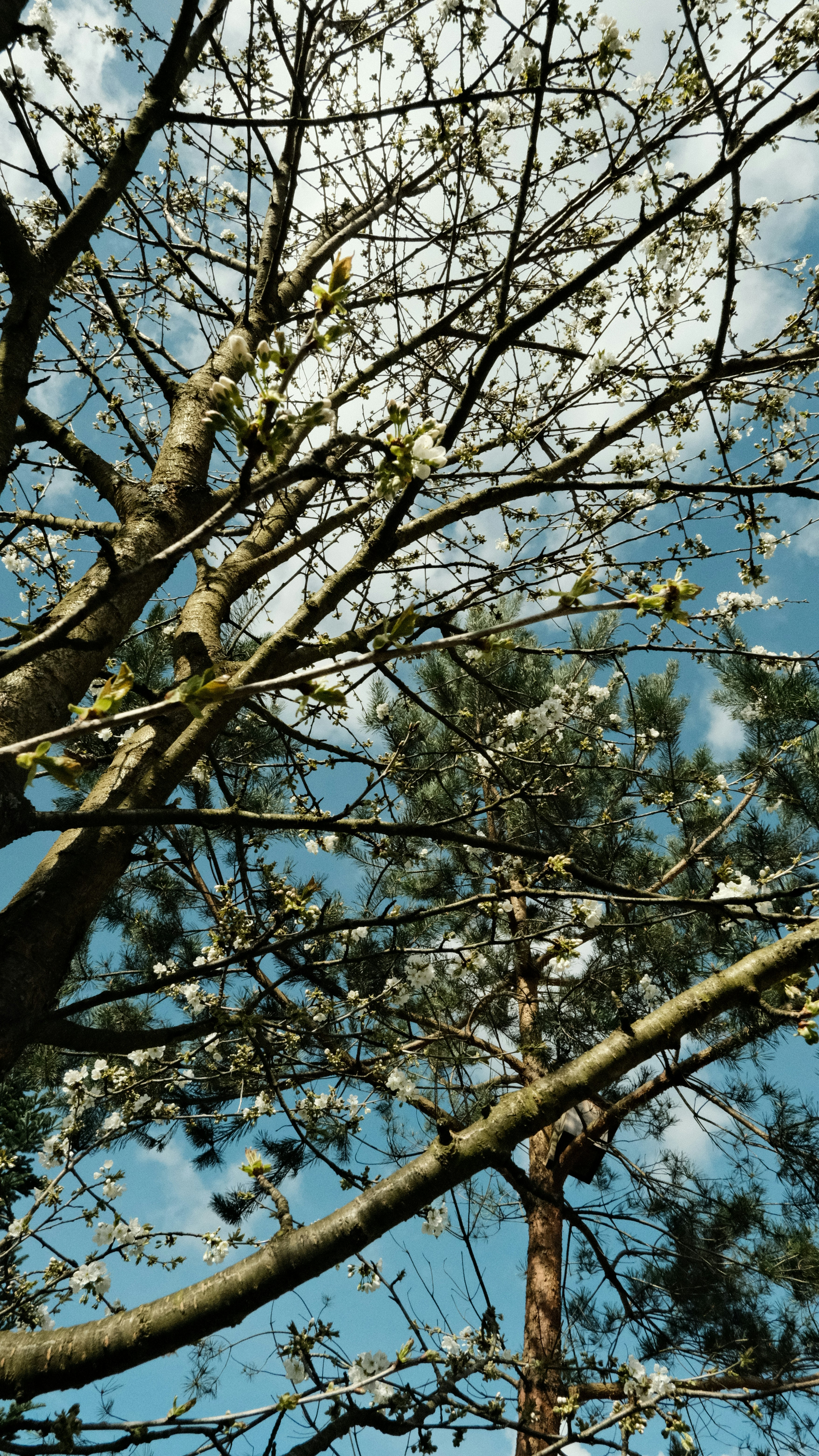 Skyful of Blossoms: Fresh Green Shoots Beneath a Tangle of Branches