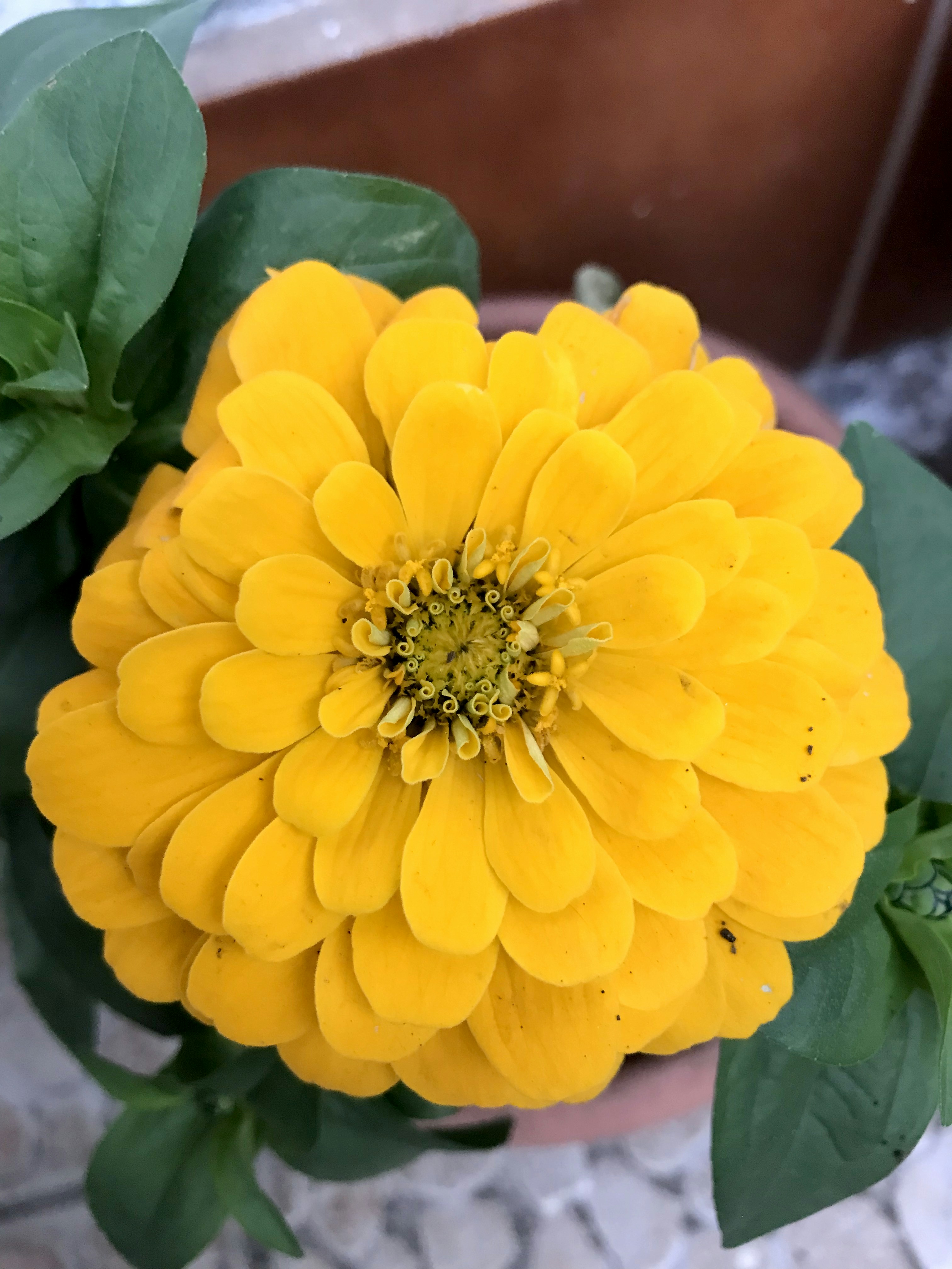 Golden Zinnia Burst Hues against Green Leaves