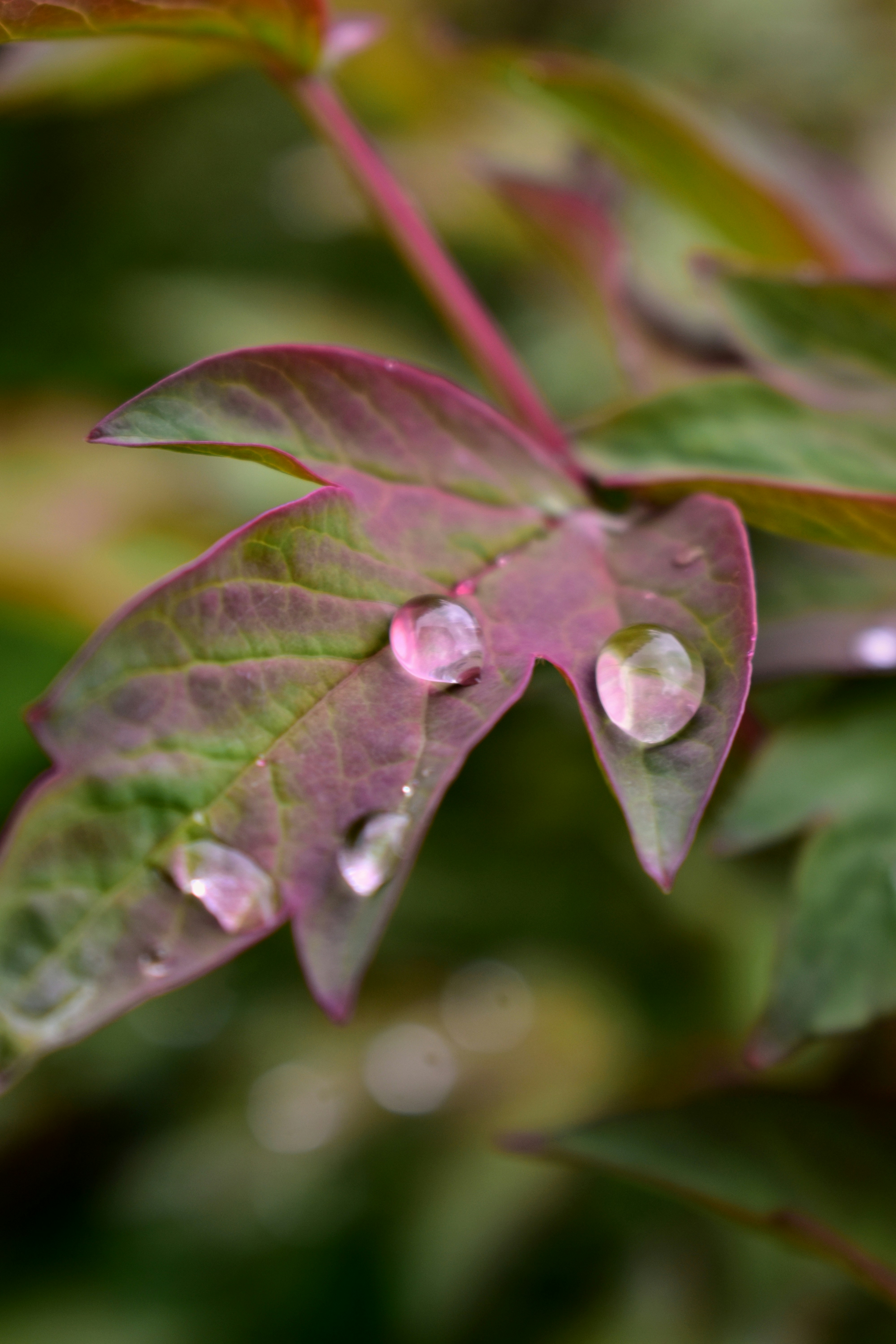 Dew-kissed leaf beads in soft focus