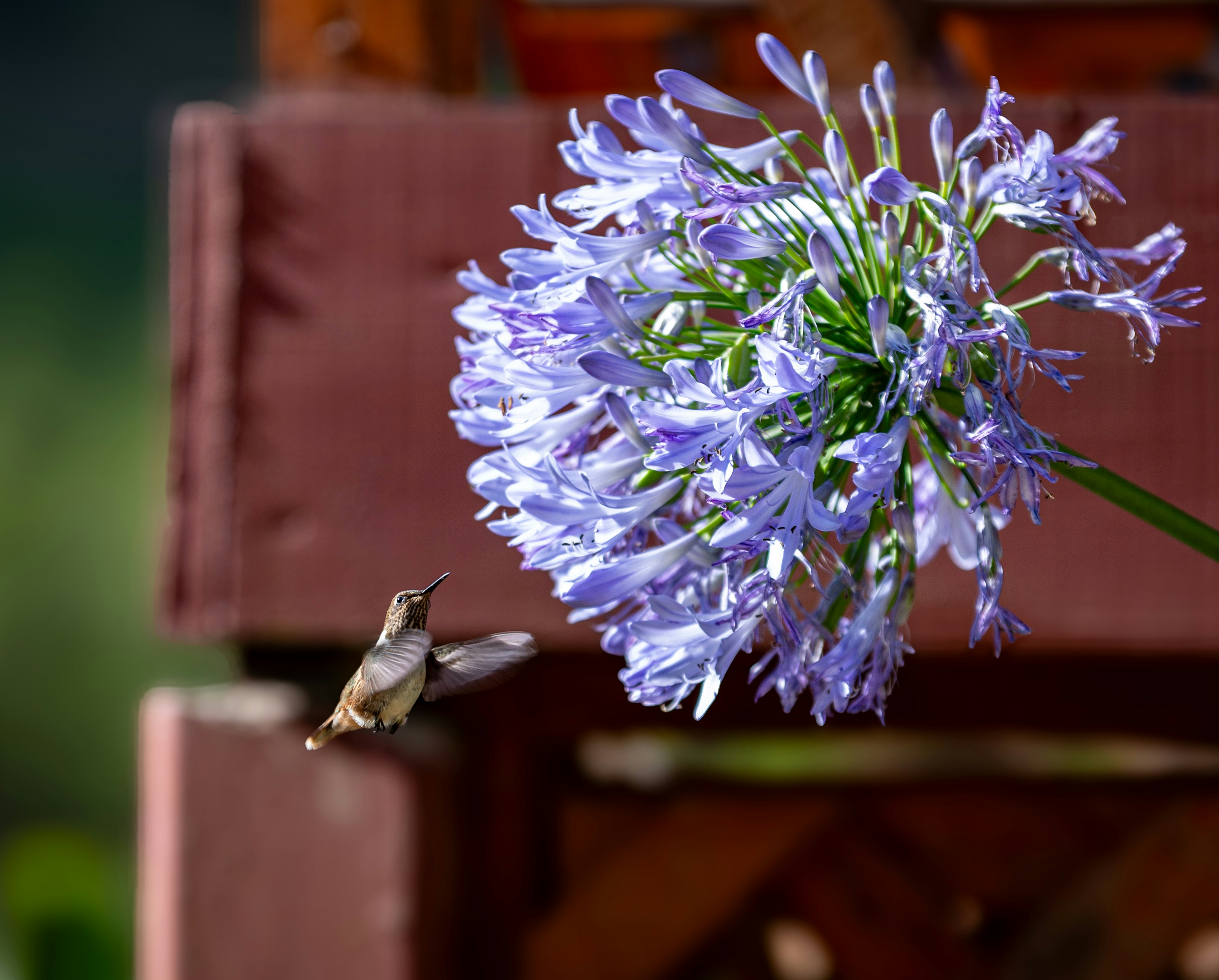 Hummingbird in Pause: Violet Allure of a Bouquet