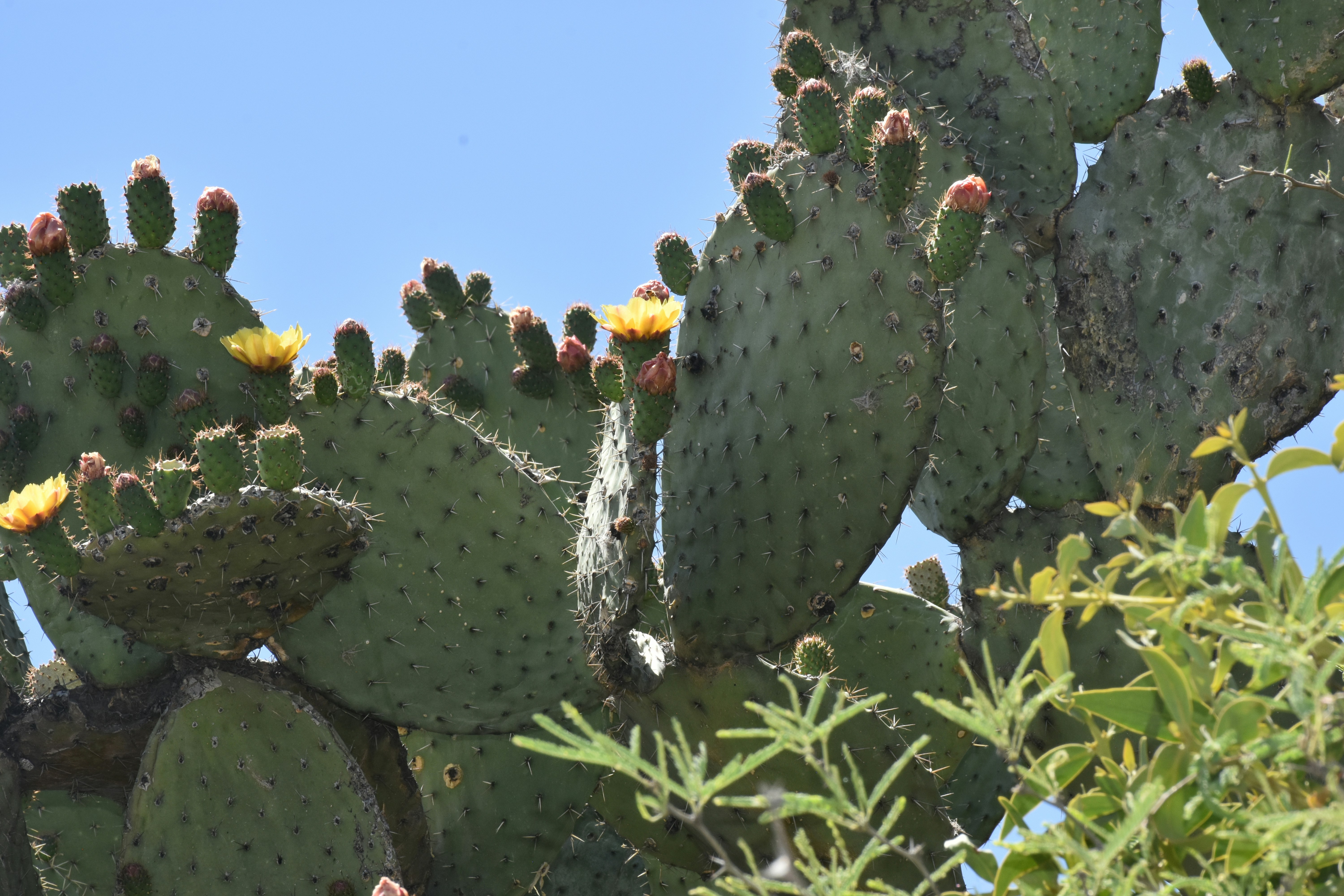 Yellow Blossoms Crown a Desert Prickly Pear Under a Clear Sky