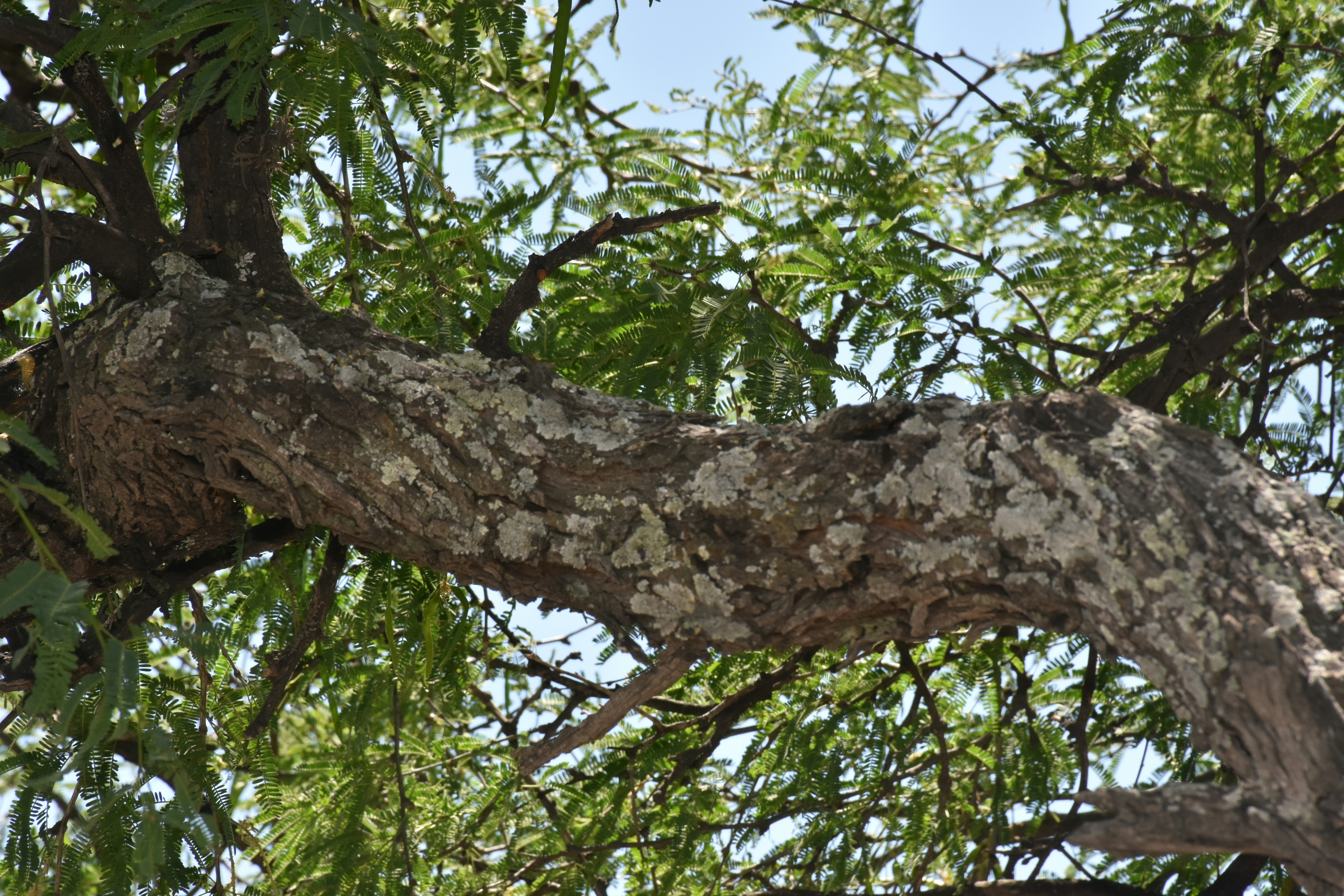 Gnarled Branch Crossing a Sunlit Canopy