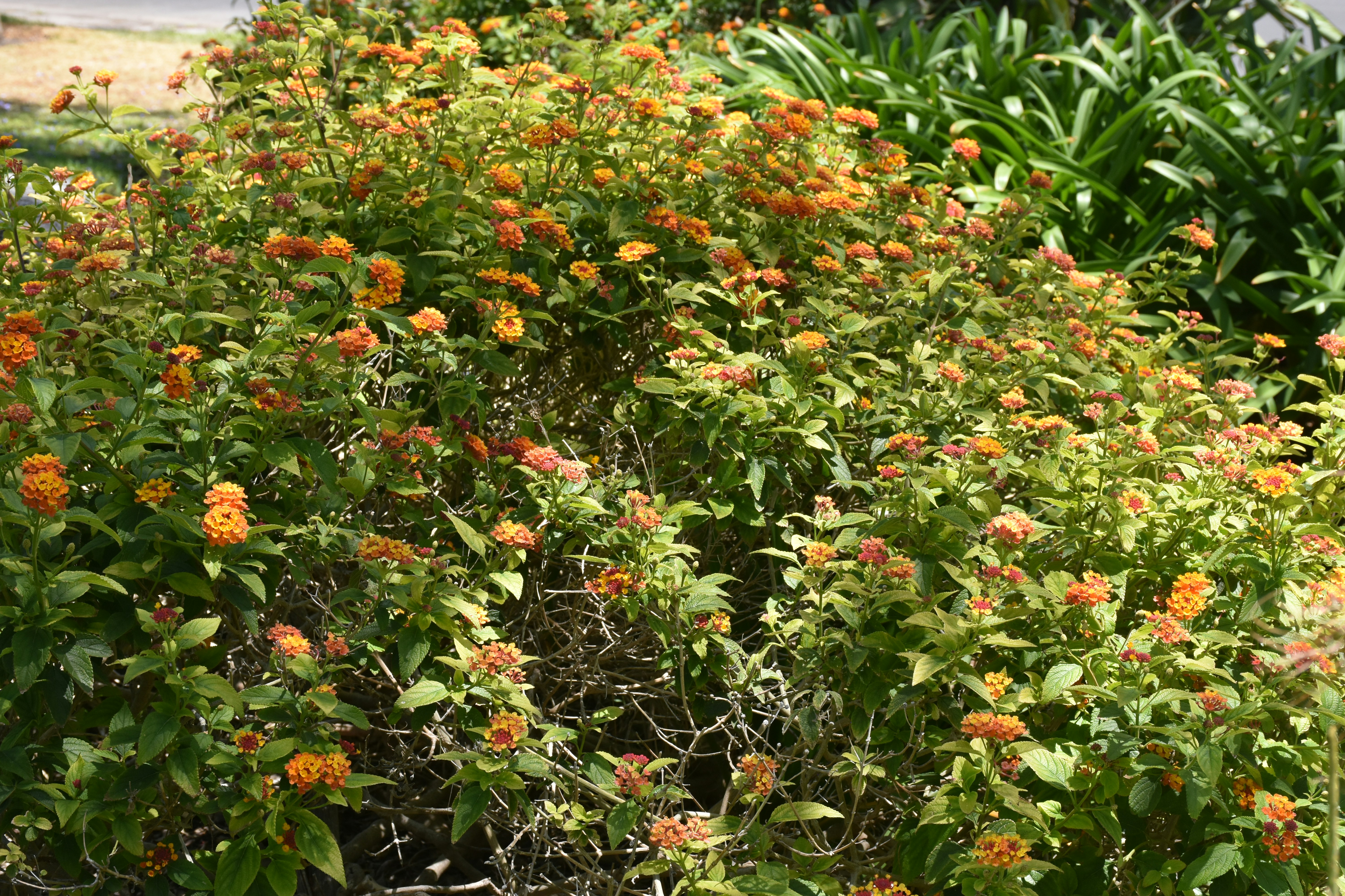 Amber Lantana Cascade in a Sunlit Green Hedge