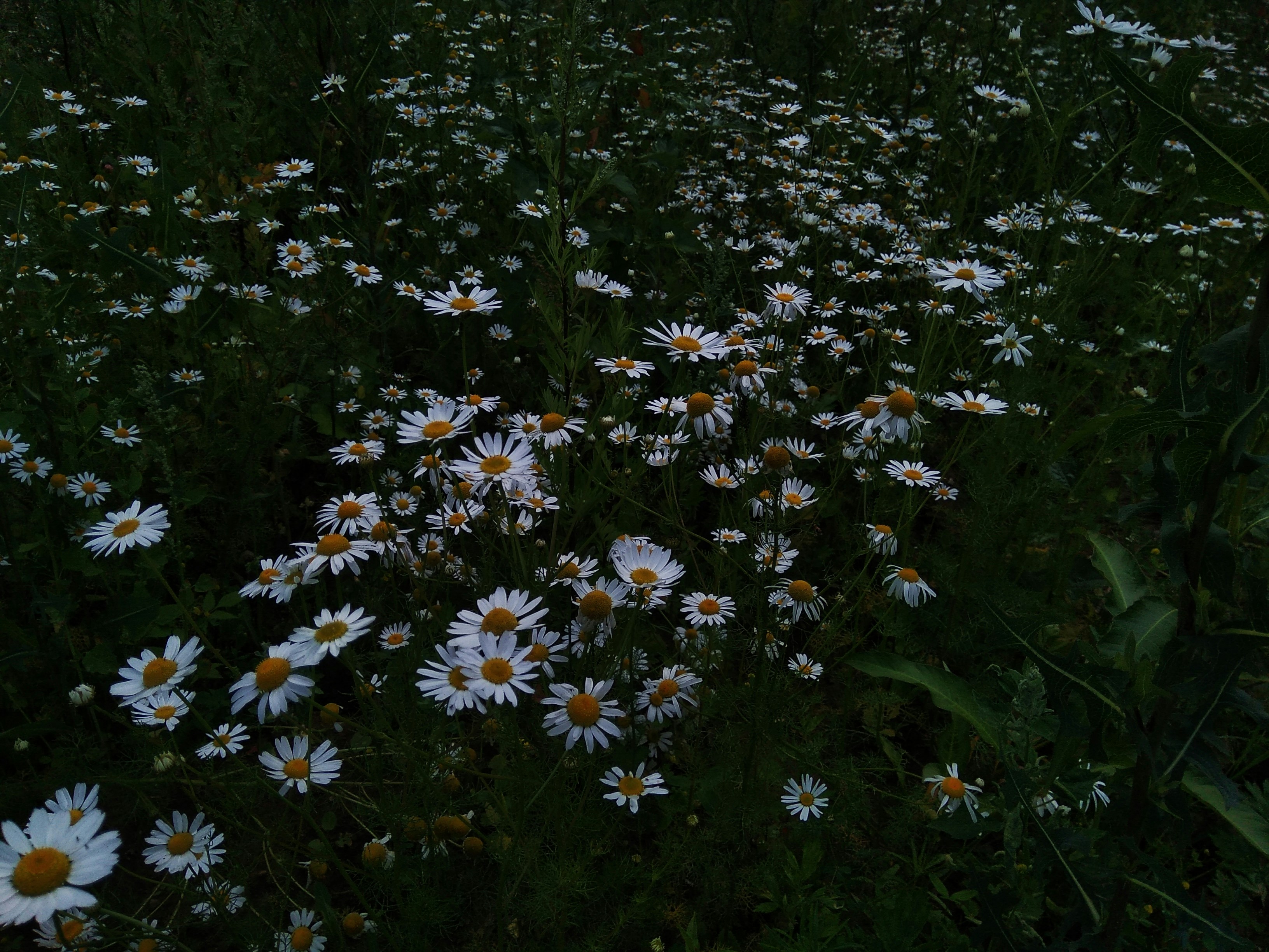 Daisies with white petals and yellow centers spread across a dim-green meadow, photographed in low light.