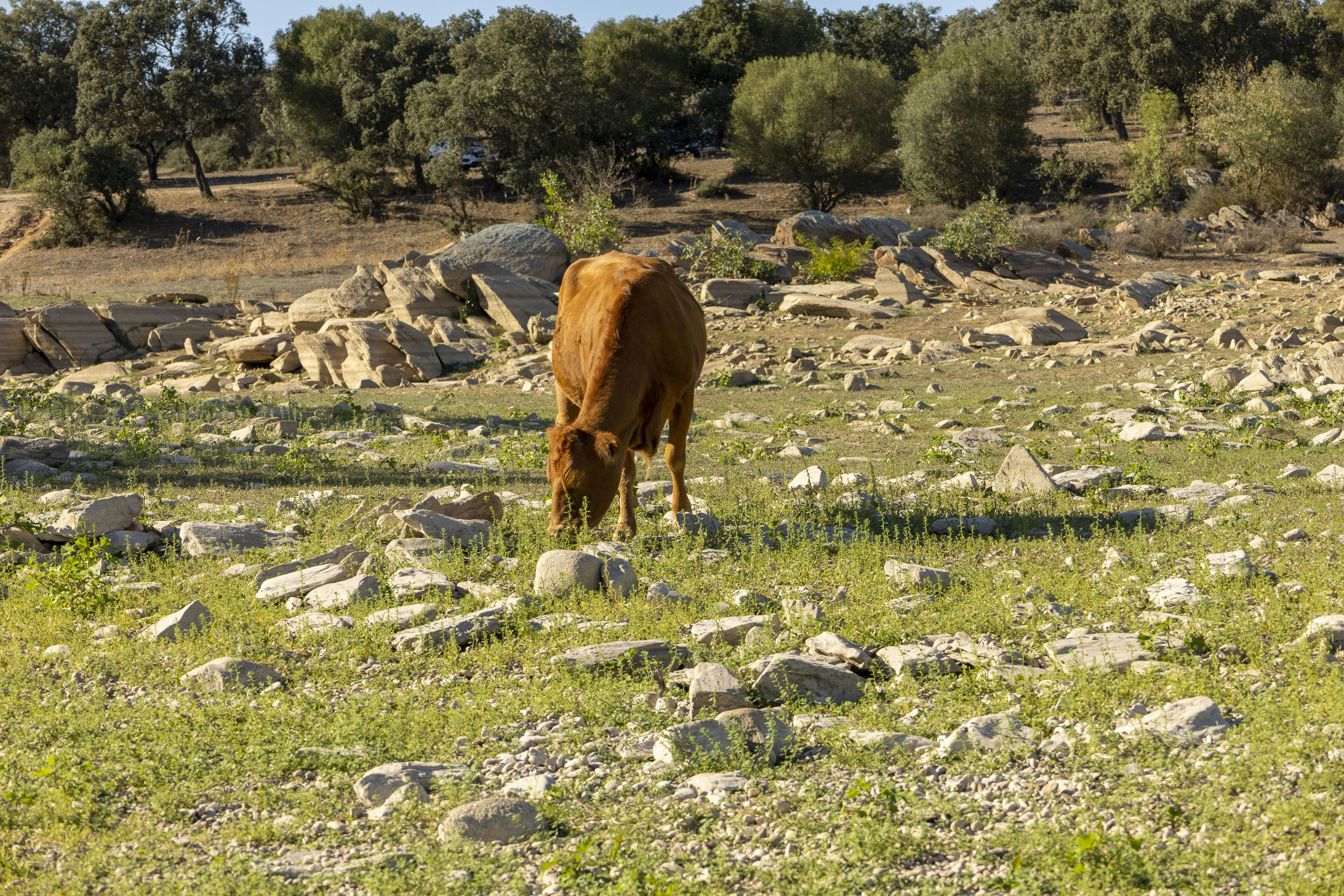 Copper Cow in a Stone-Scattered Meadow